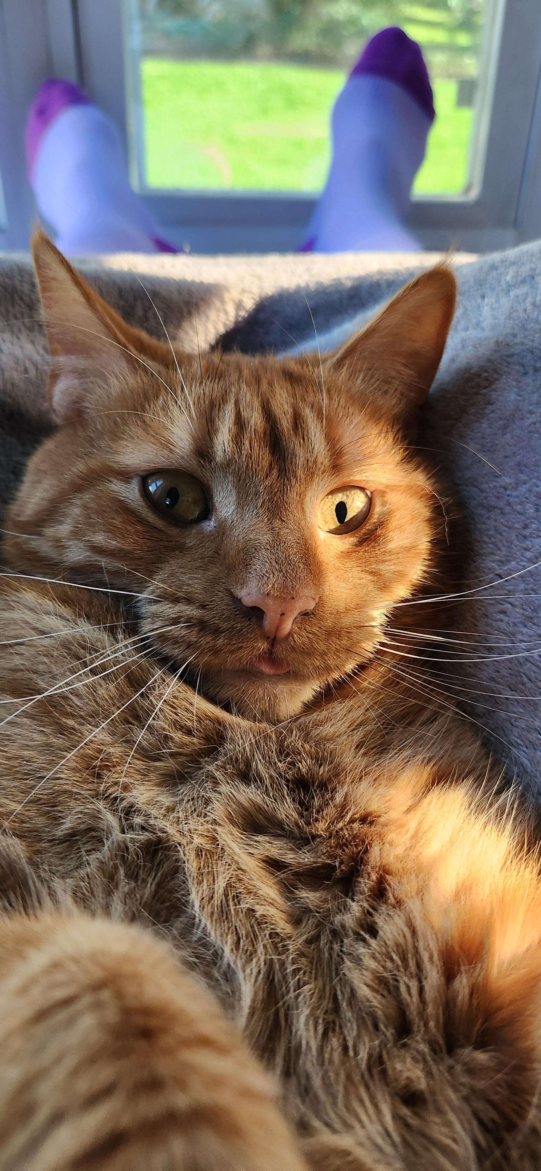 Post tummy rub blep | Scrolller