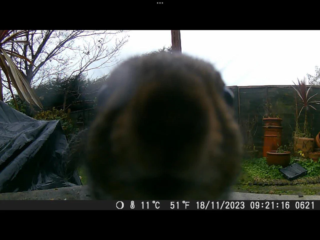 Curious guy checking out the wildlife cam. | Scrolller