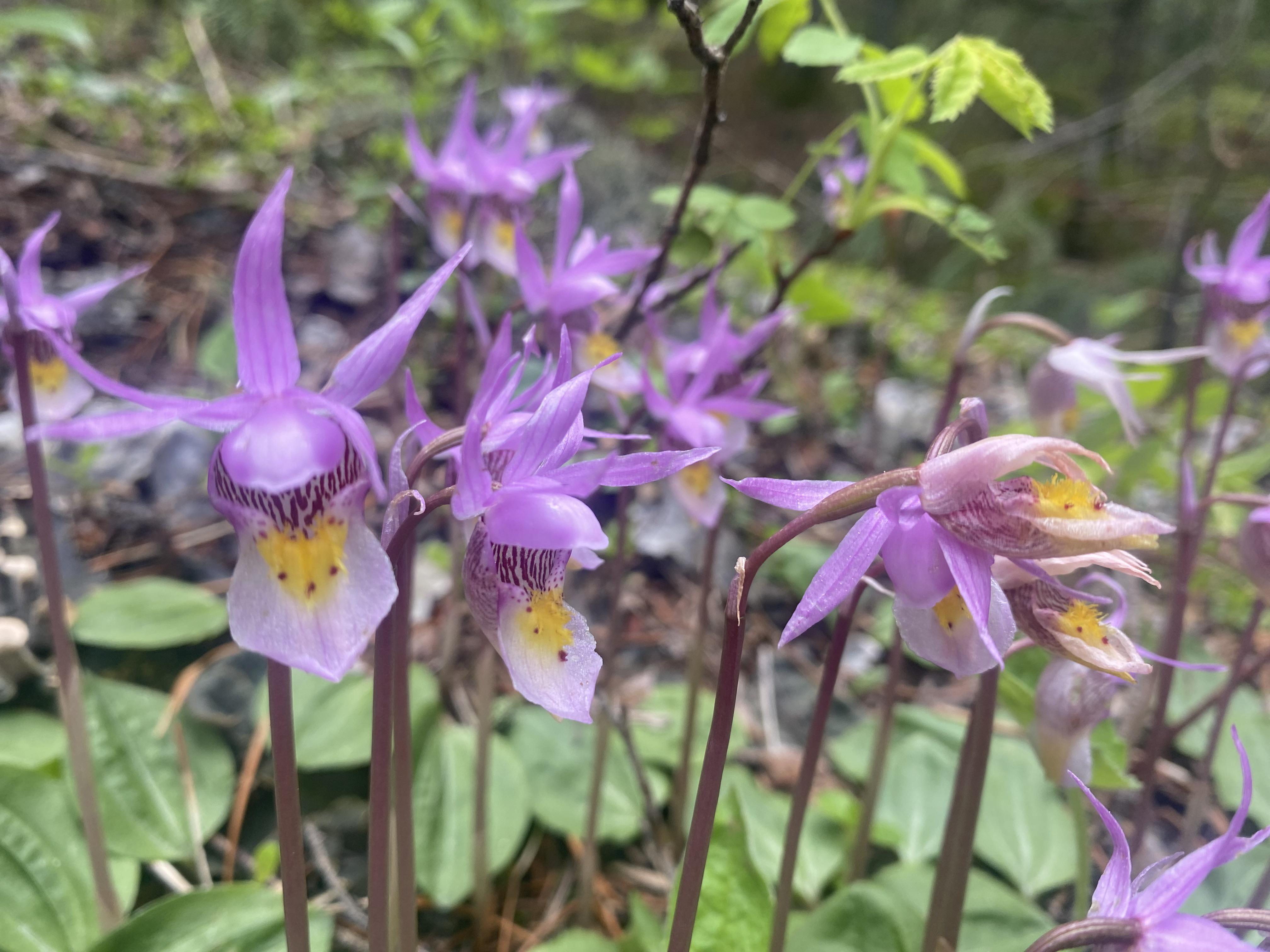 Fairy orchids blooming in Golden Gate Canyon State Park | Scrolller