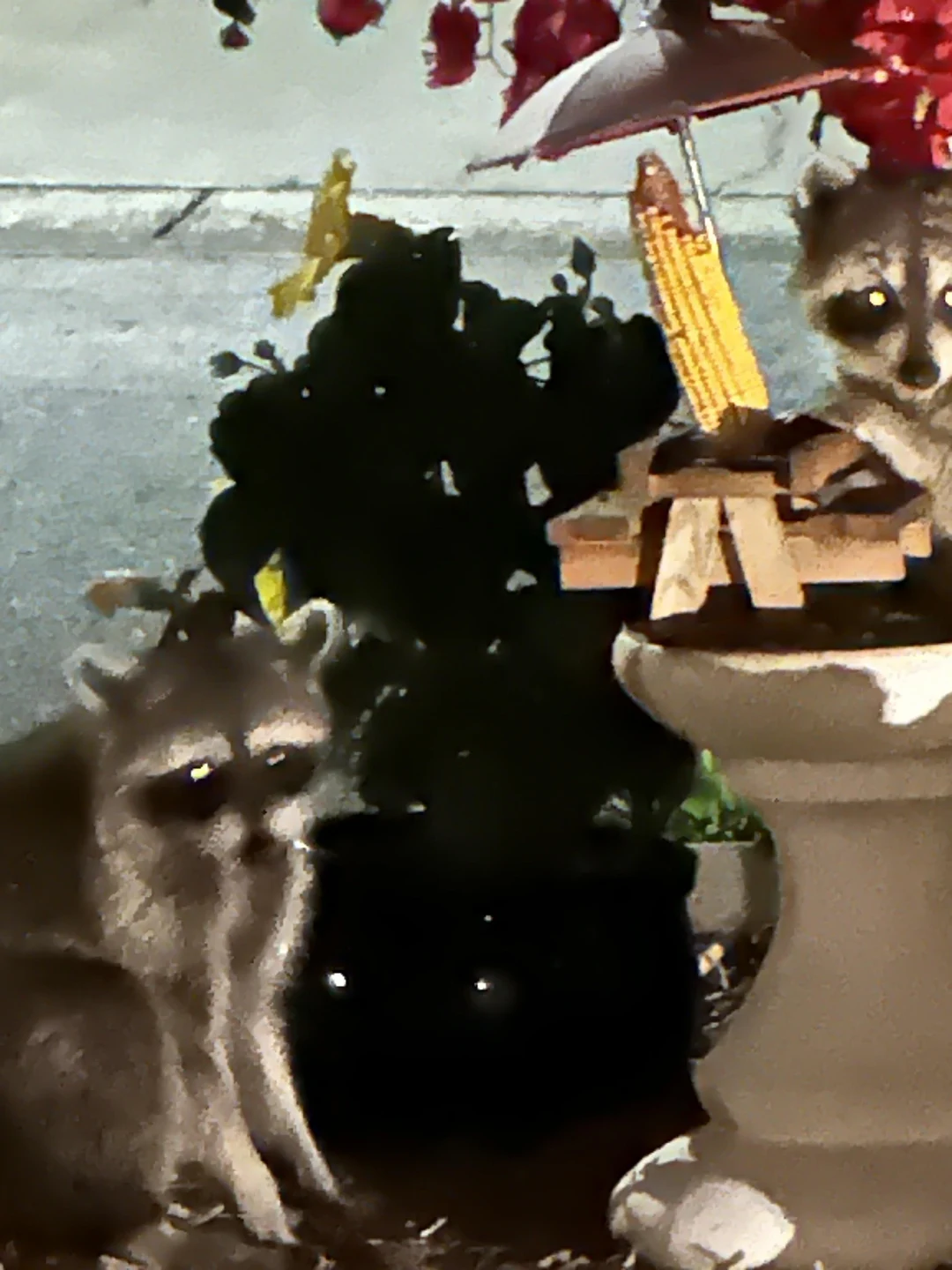 Squirrels only! | Scrolller