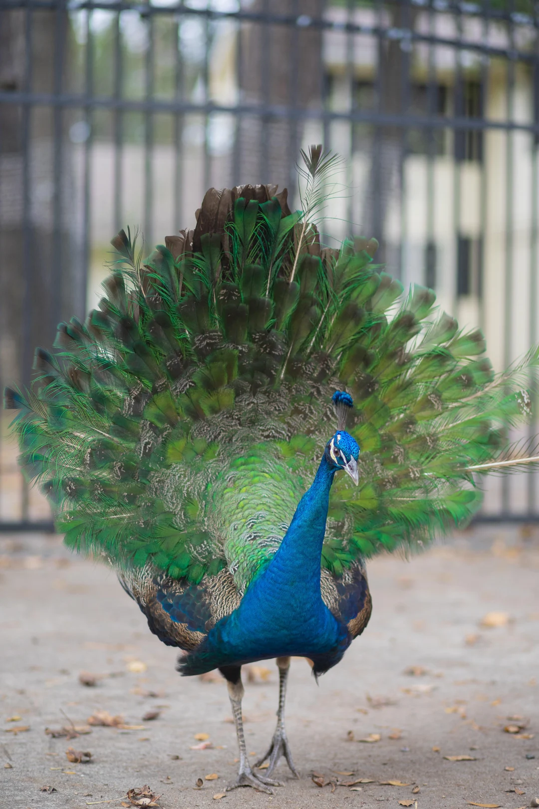 Peacock in West Houston | Scrolller