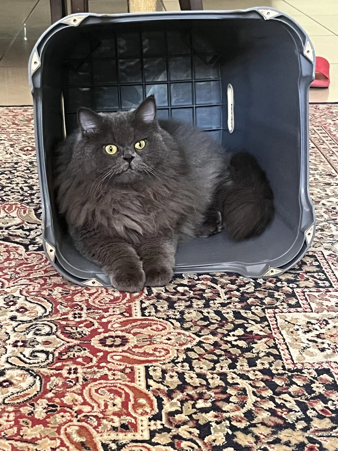 Trapped 🤣 | Scrolller