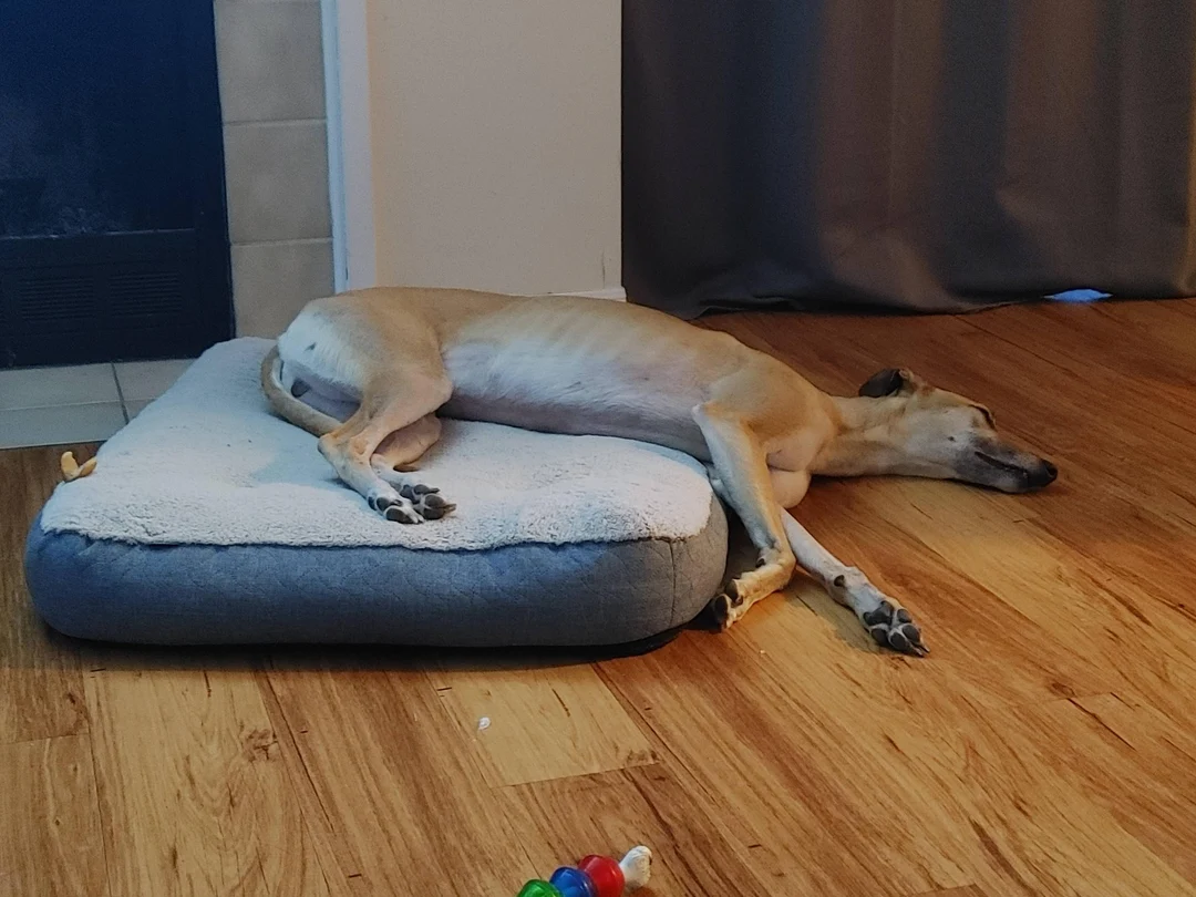 Noodle at peak performance. | Scrolller