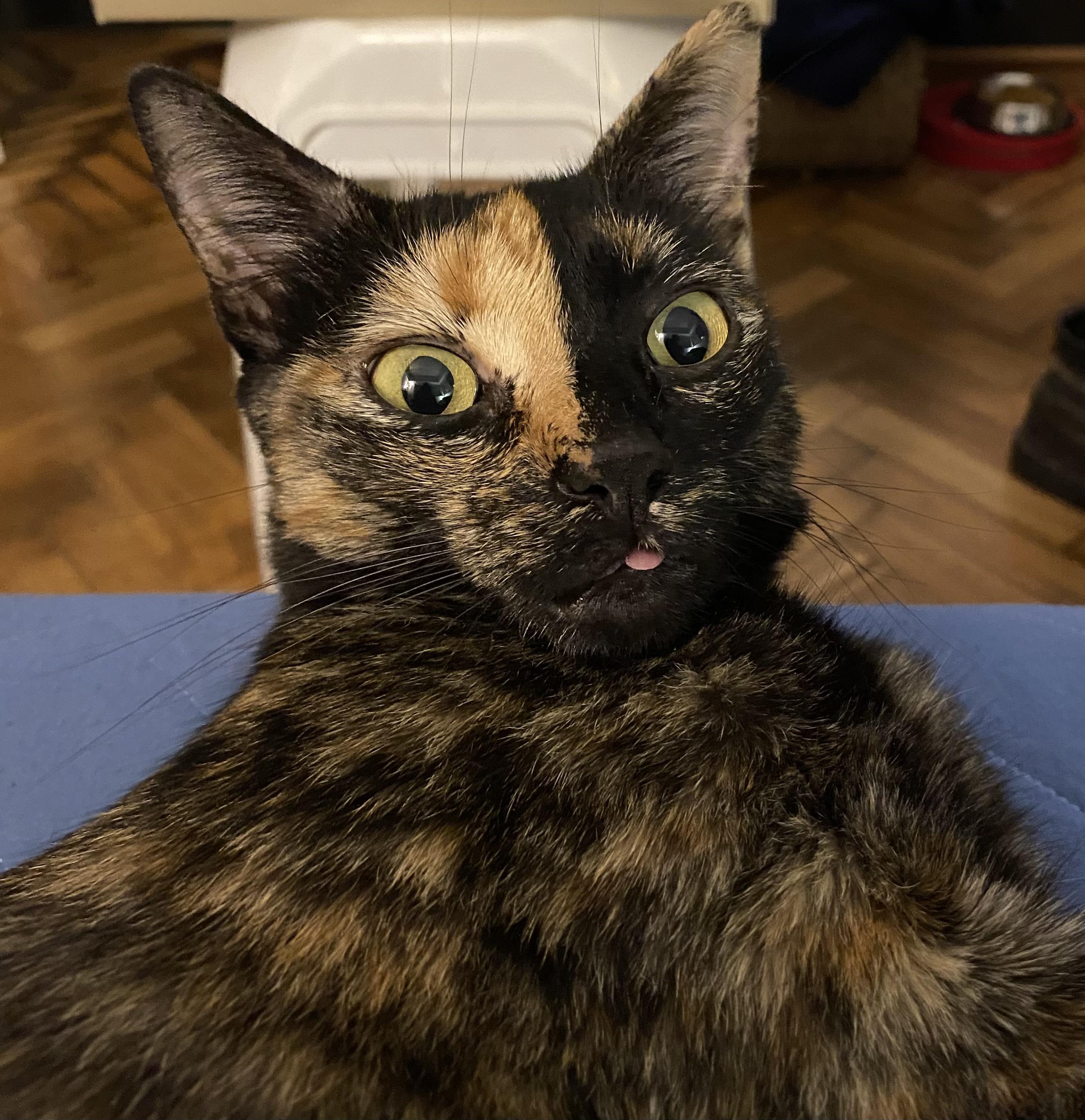 Tiny tiny blep | Scrolller