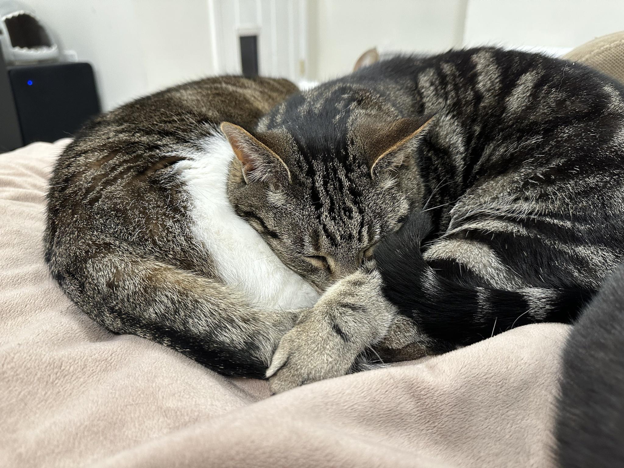 My cats made a frickin’ heart. | Scrolller