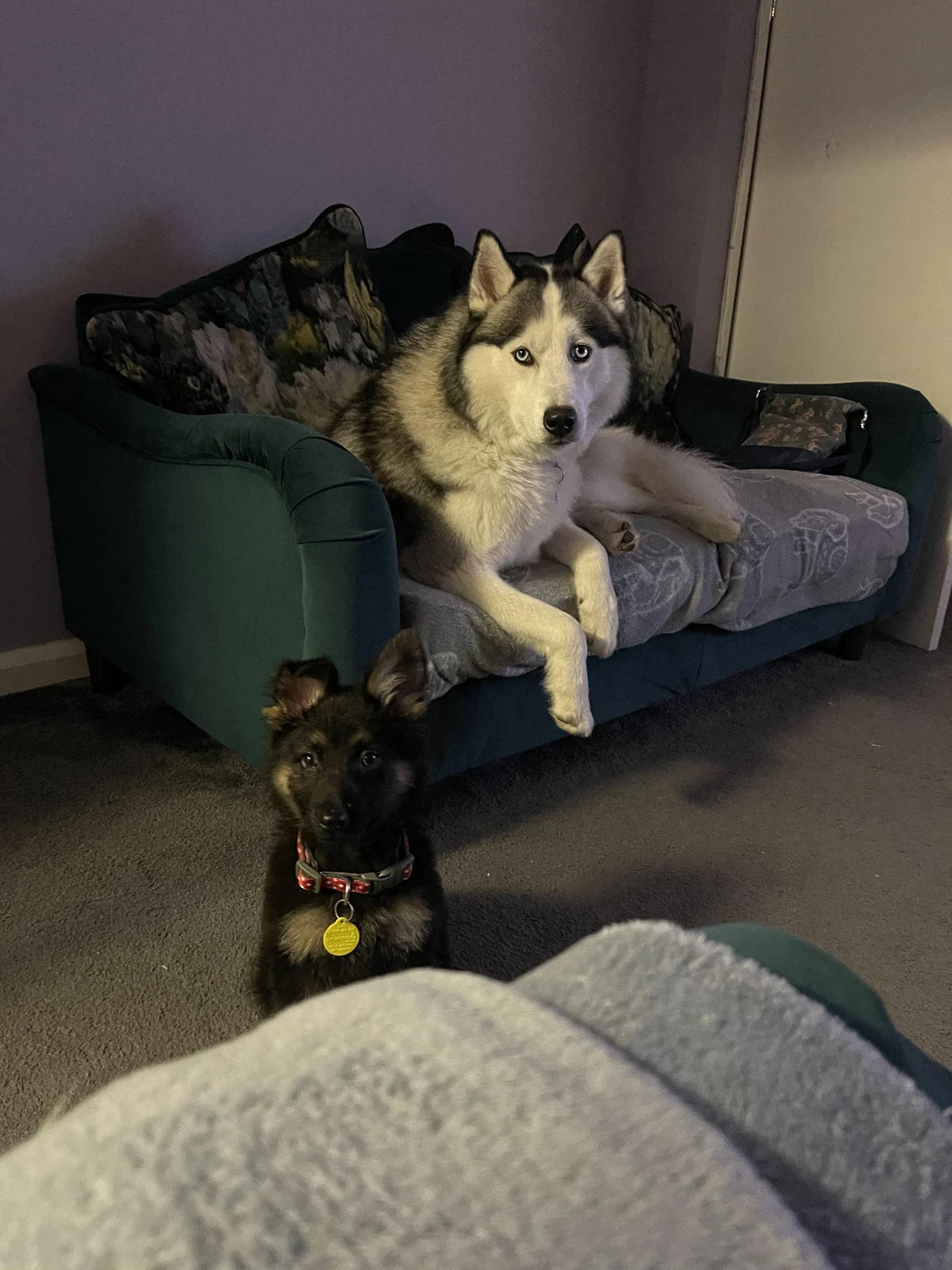 Our husky (Wilson) got a new friend. Juno | Scrolller