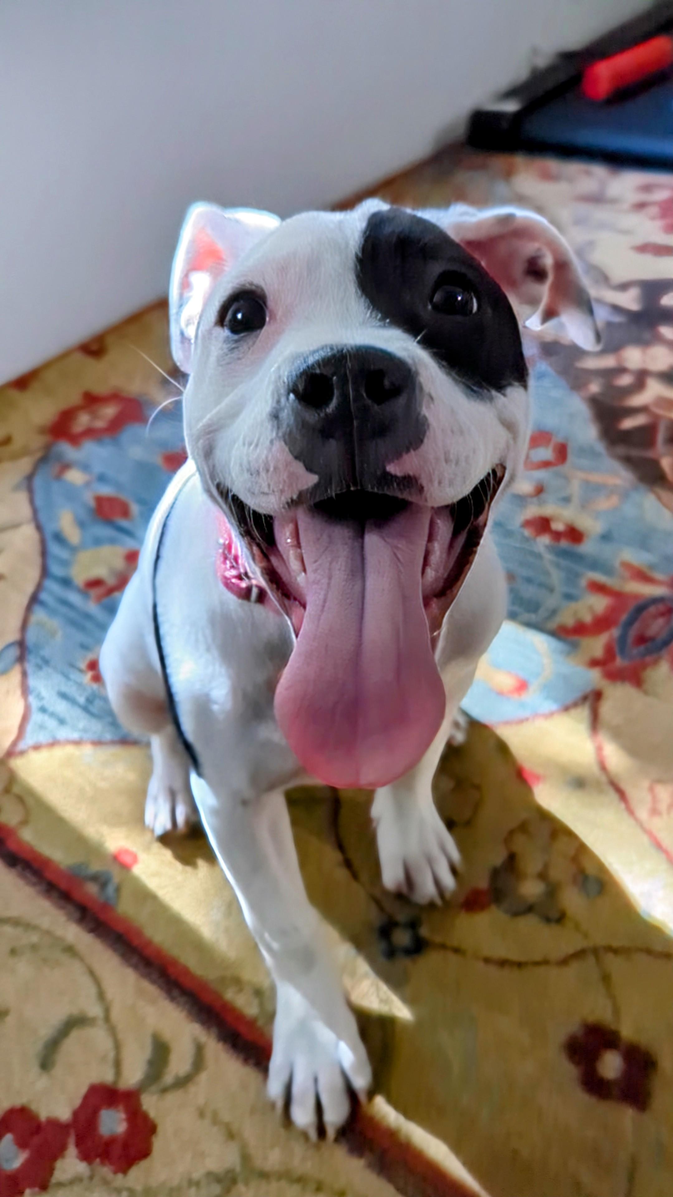 Millie Scrolller