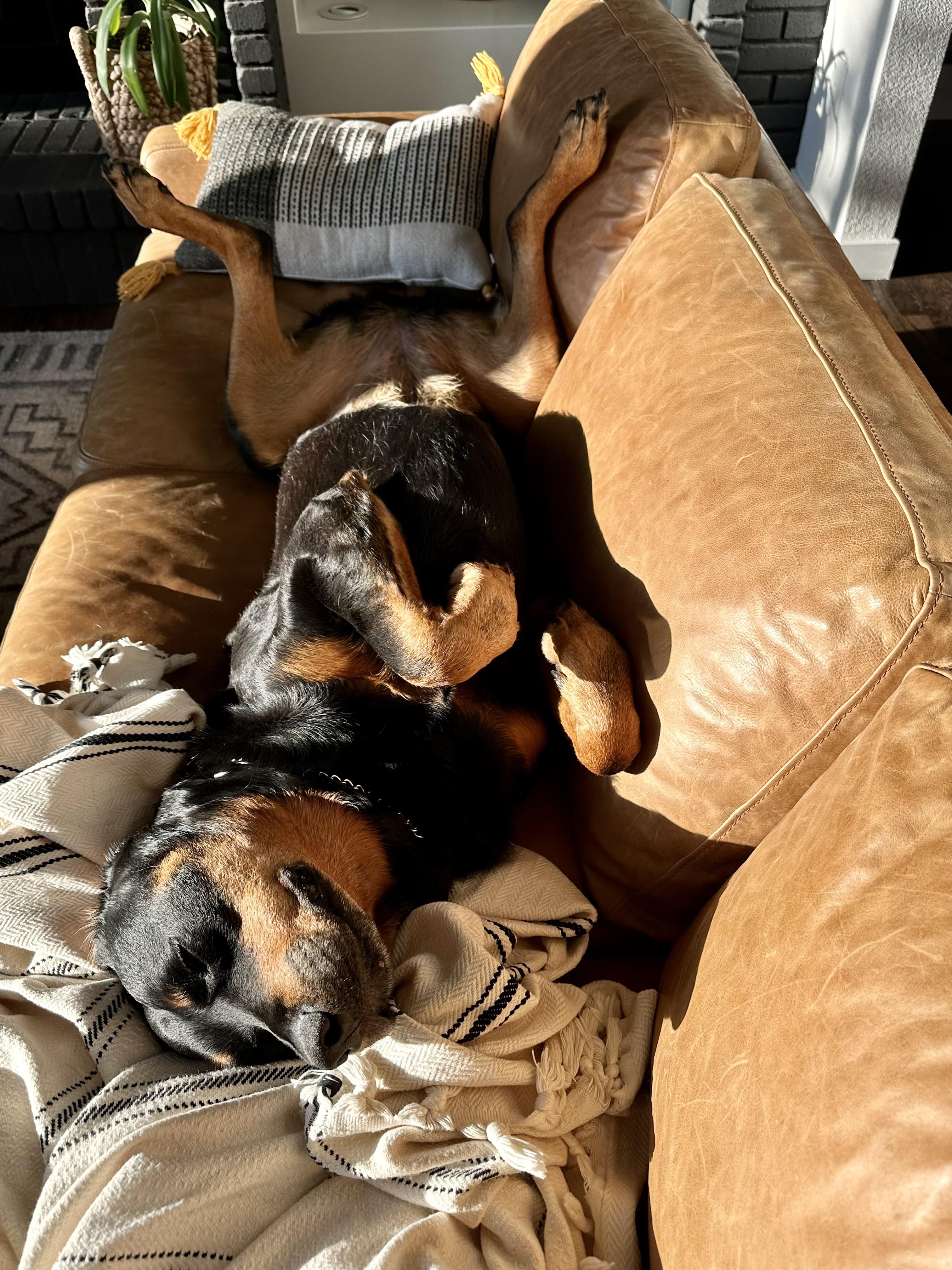 This couch used to be off limits… | Scrolller