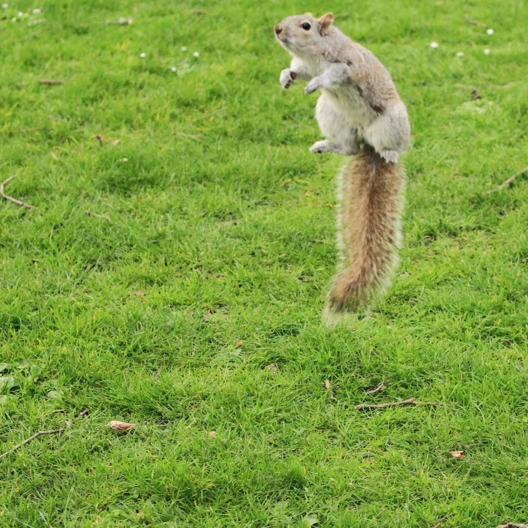 The amazing levitating Peekaboo! | Scrolller