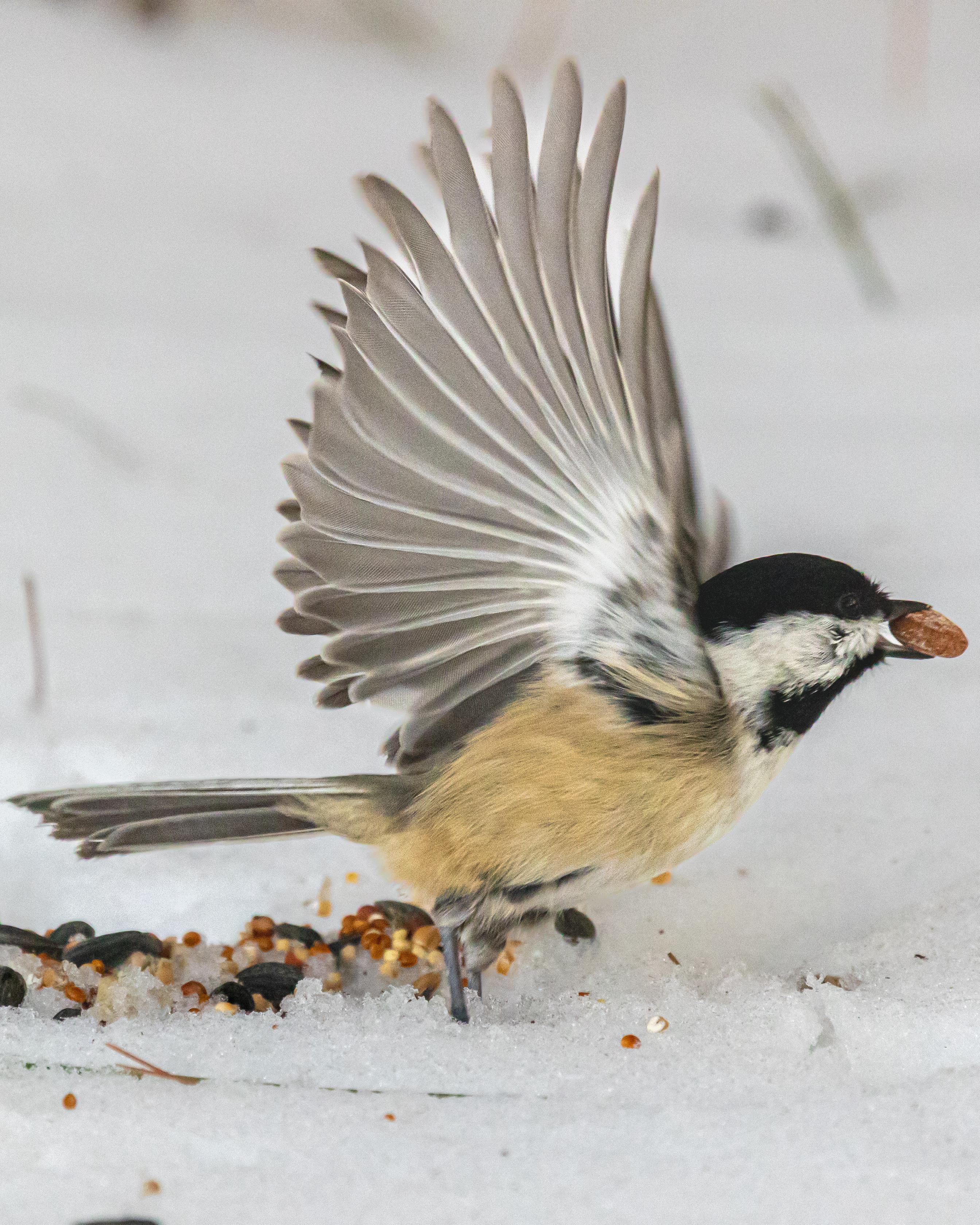 Black-capped Chickadee, London, Ontario, 12/28/2022 | Scrolller