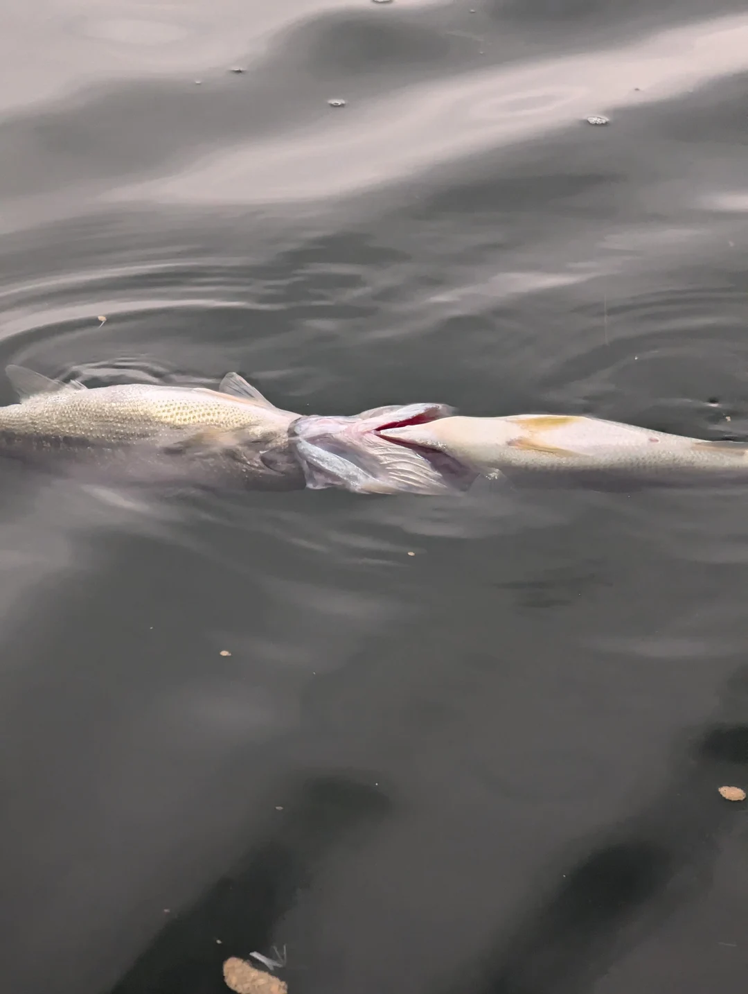 Interesting find | Scrolller