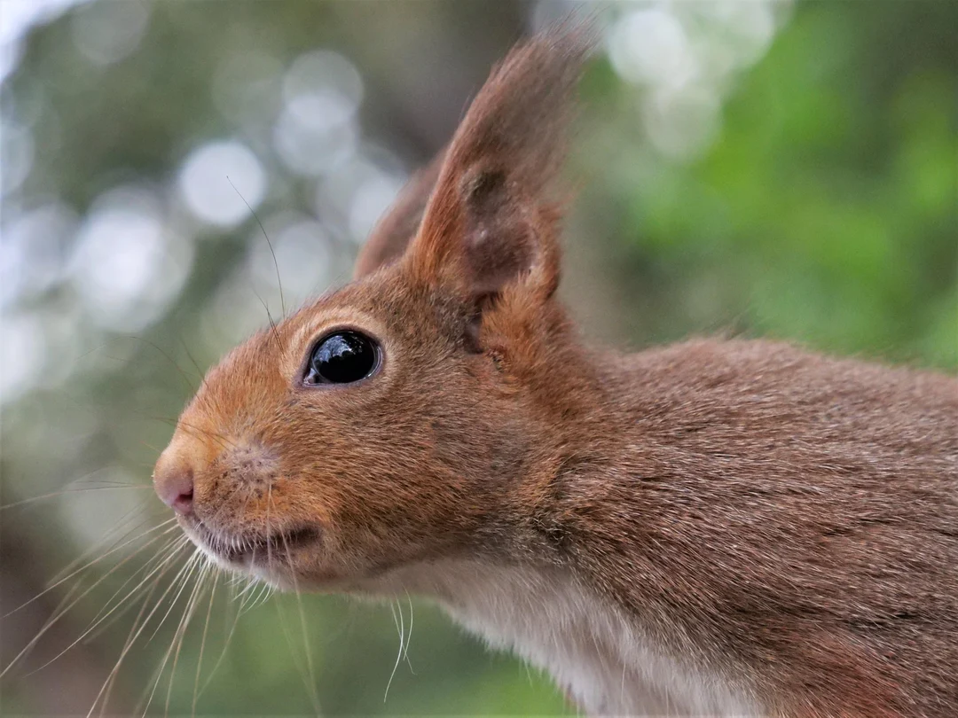 Gregor looking very dapper this morning: he has the largest eyes of any of my squirrel friends ...