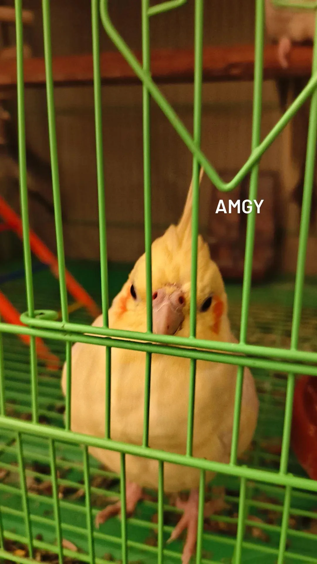 The birb is quite amgy | Scrolller