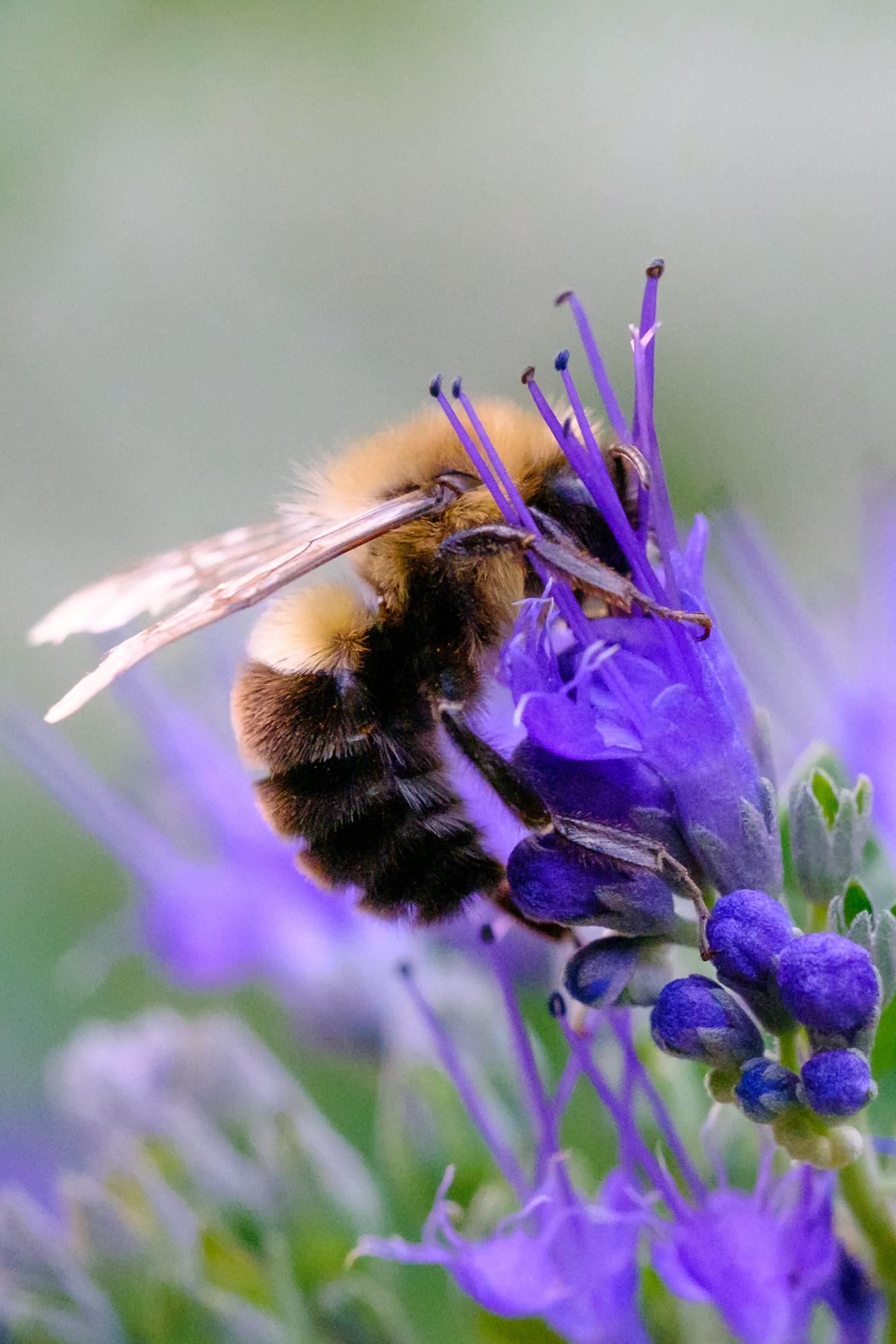 Bumblebee | Scrolller