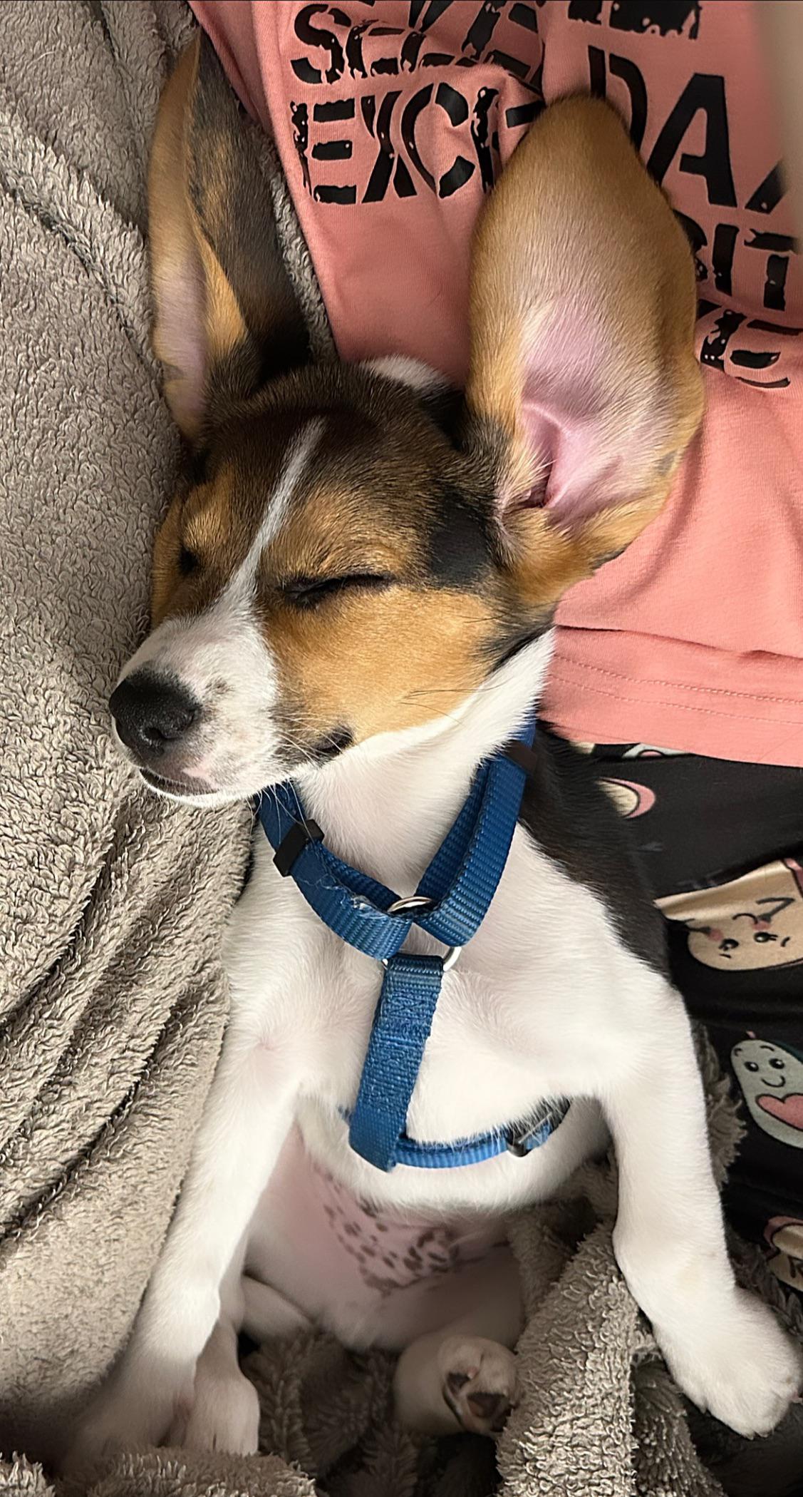 A tad sad he will grow into his ears 🥺 | Scrolller