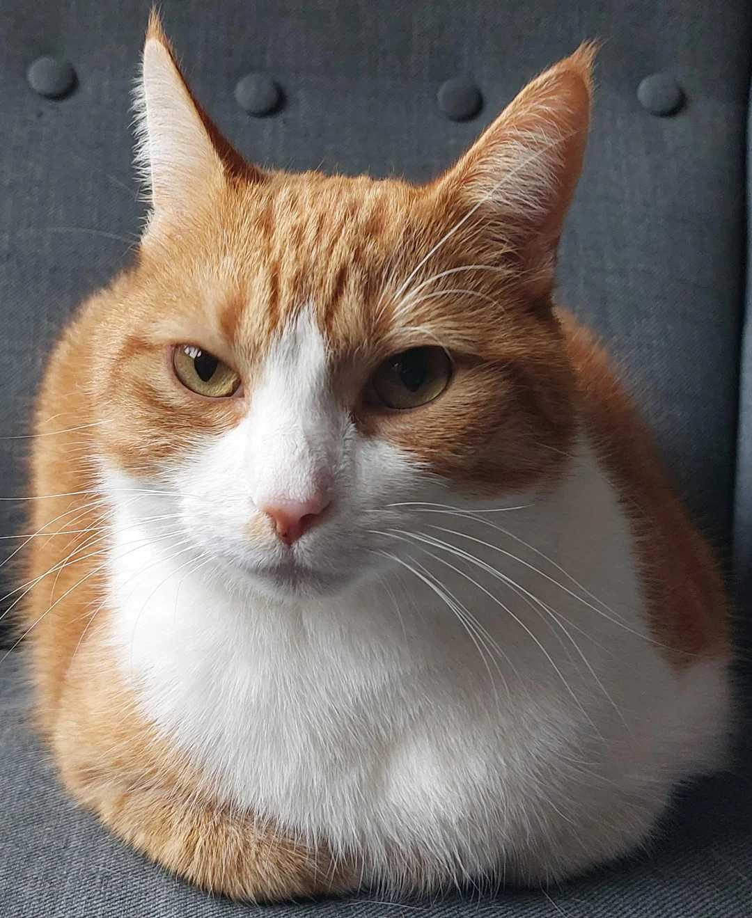 mildly annoyed loaf | Scrolller