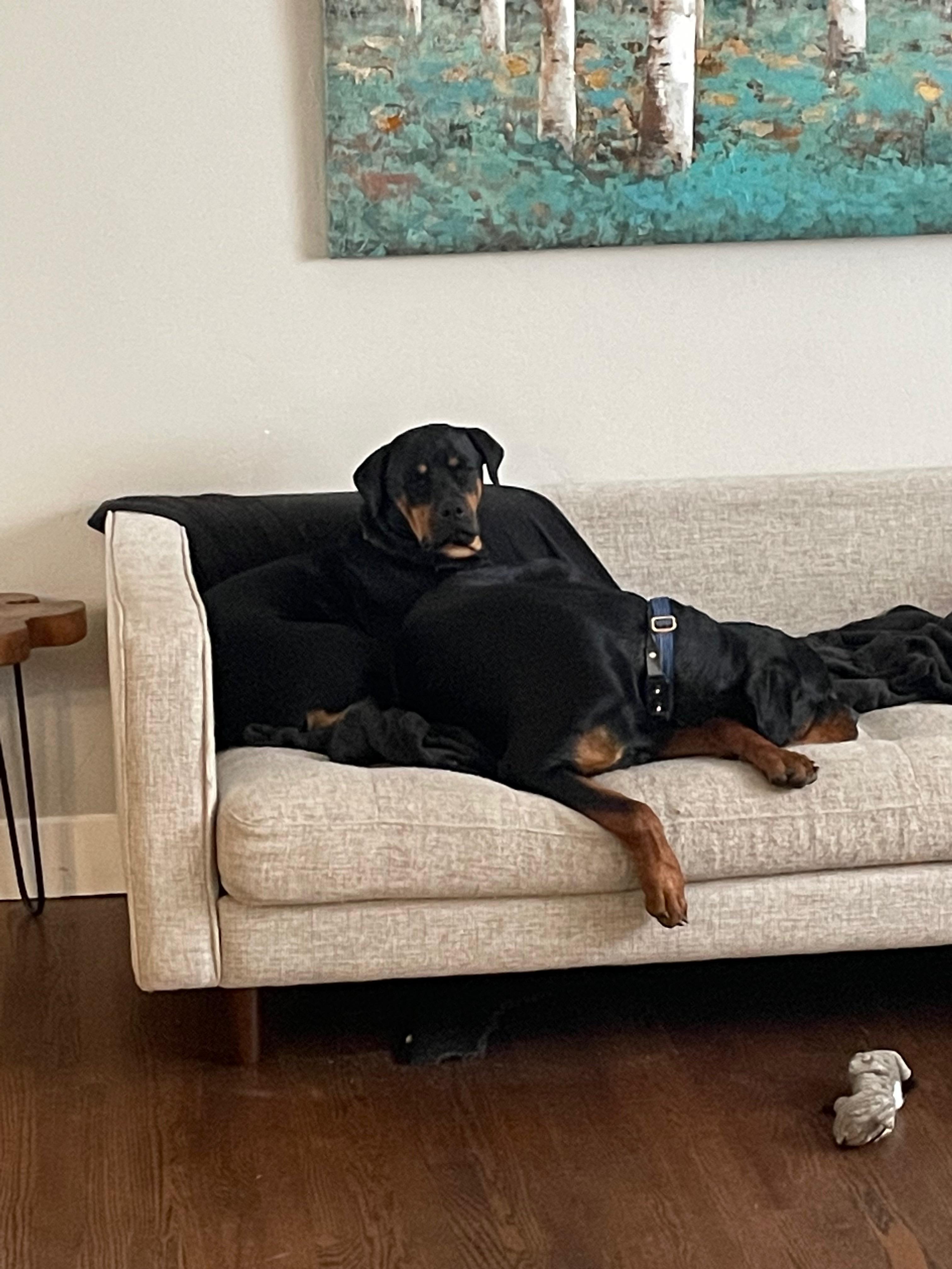 Roxy and Rebel snuggling | Scrolller