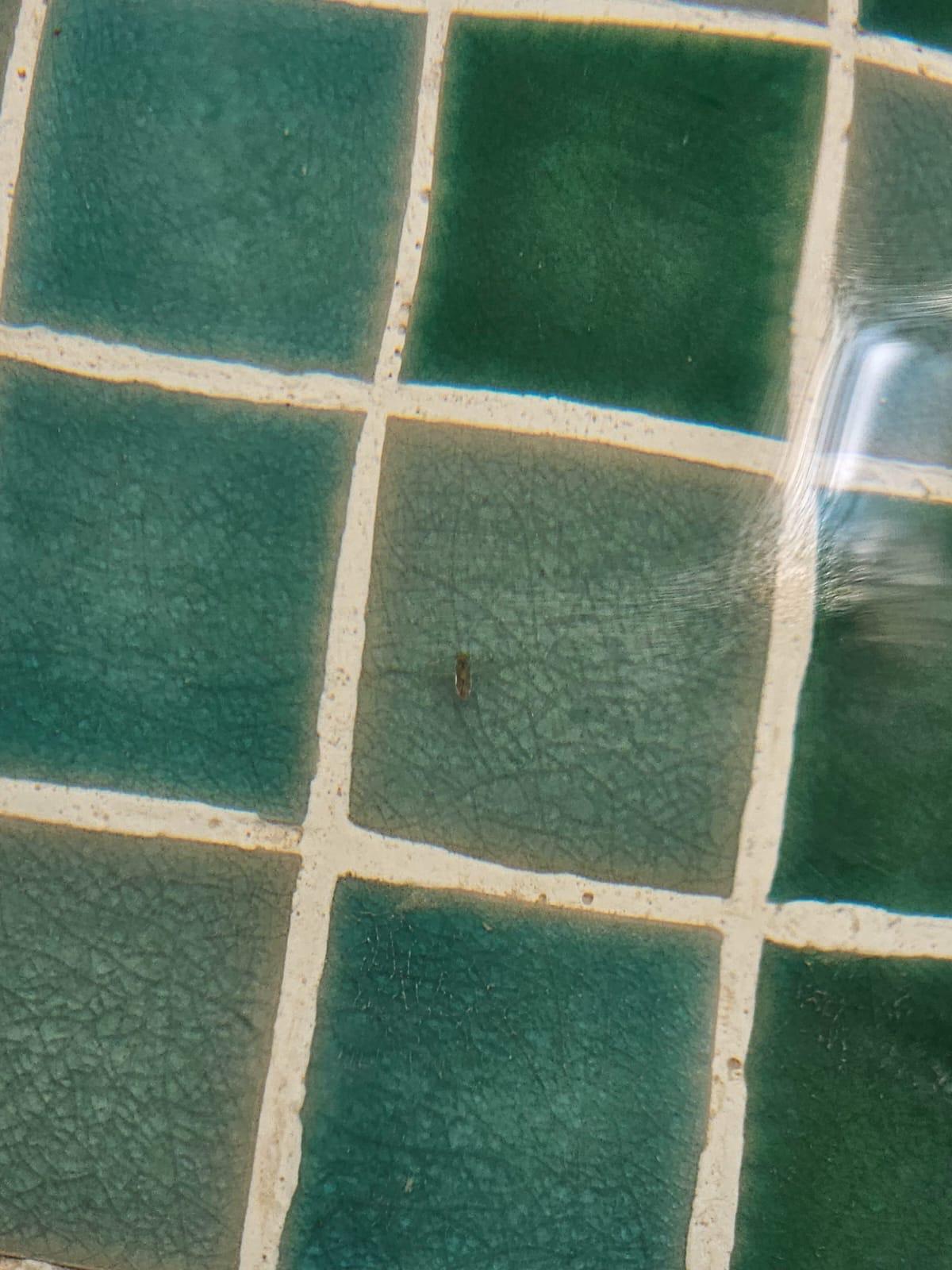 Discover more like Whatisthisbug: Small bugs in pool and Related Content | Scrolller