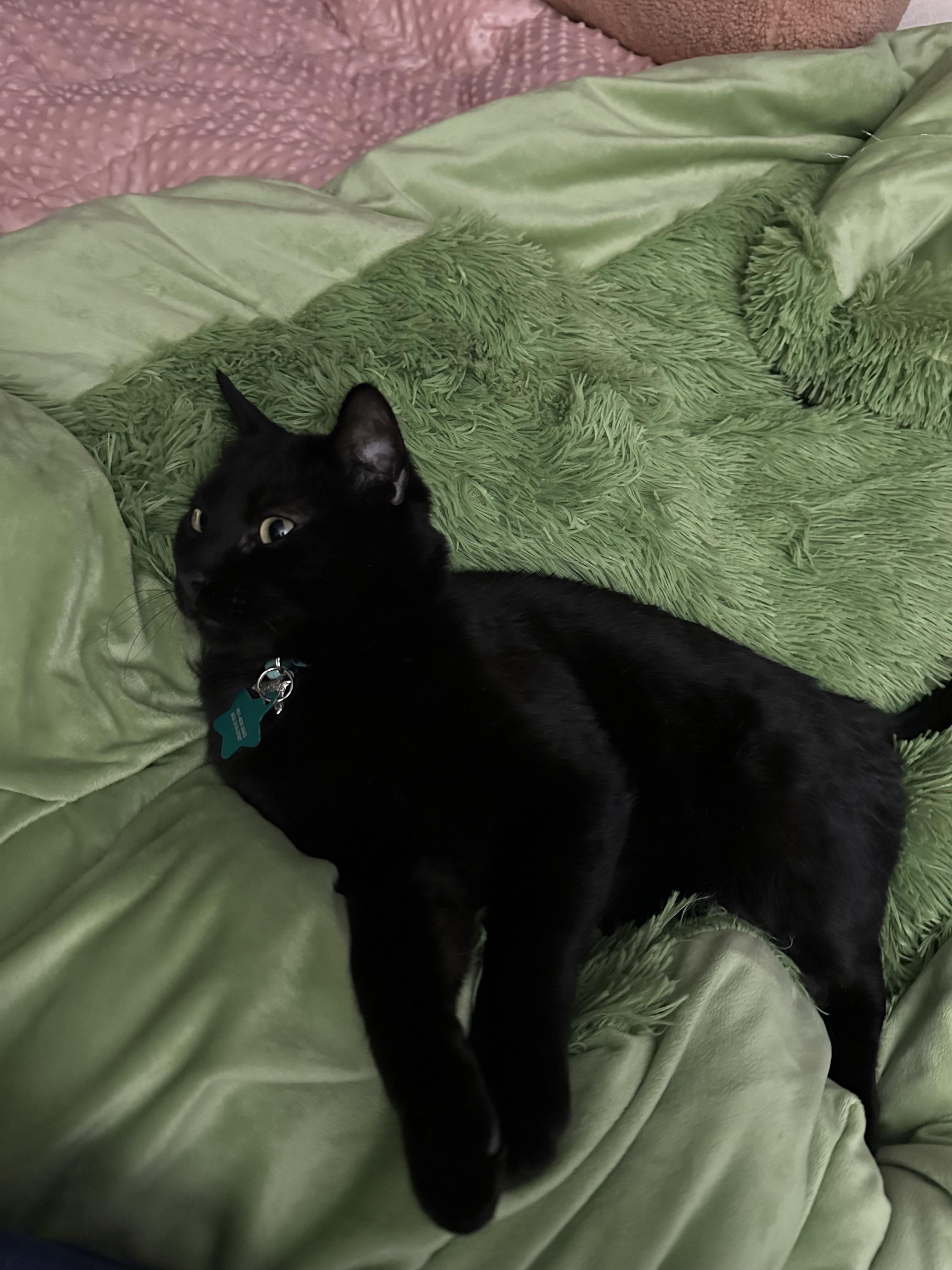 Cat cries after using litter box | Scrolller