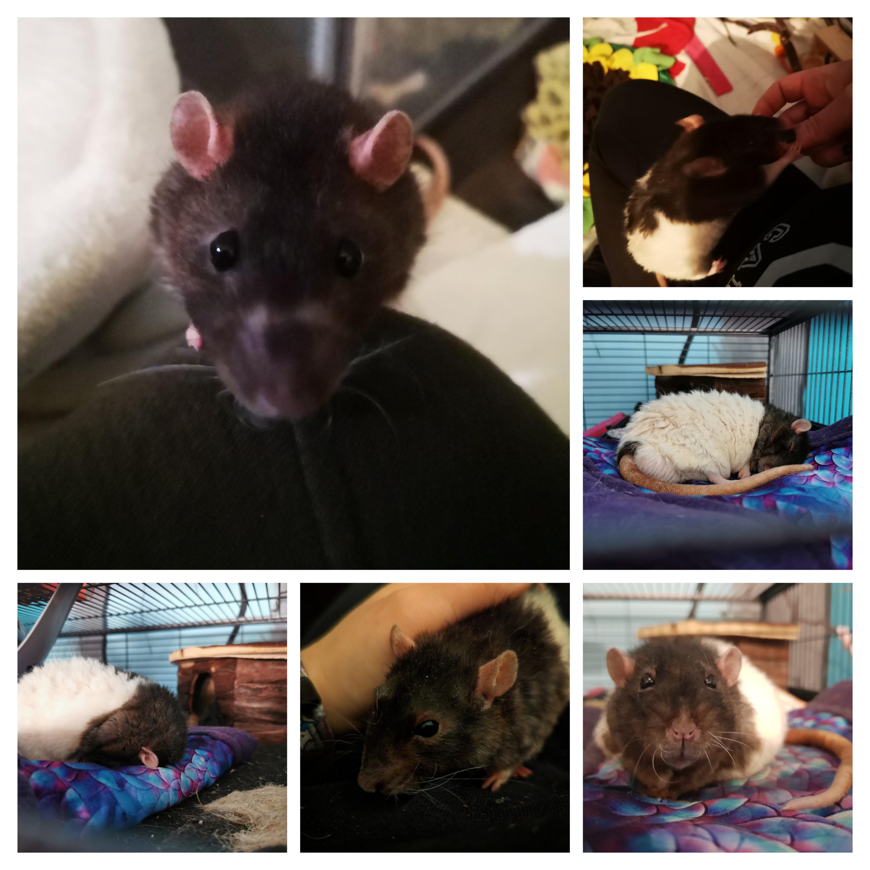 Rip Loki little god of mischief | Scrolller