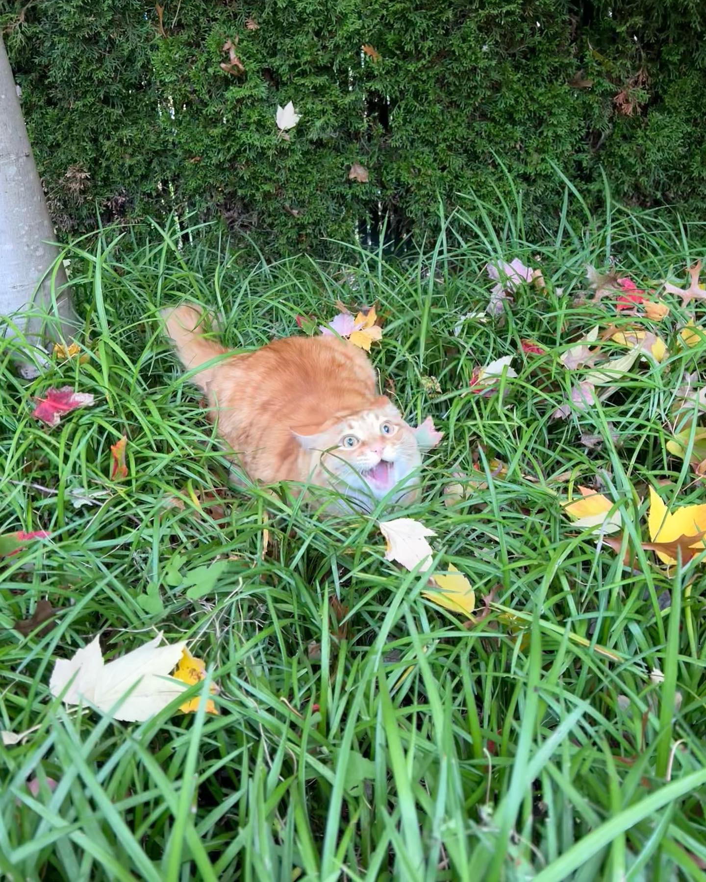 My favorite airplane 😆 | Scrolller