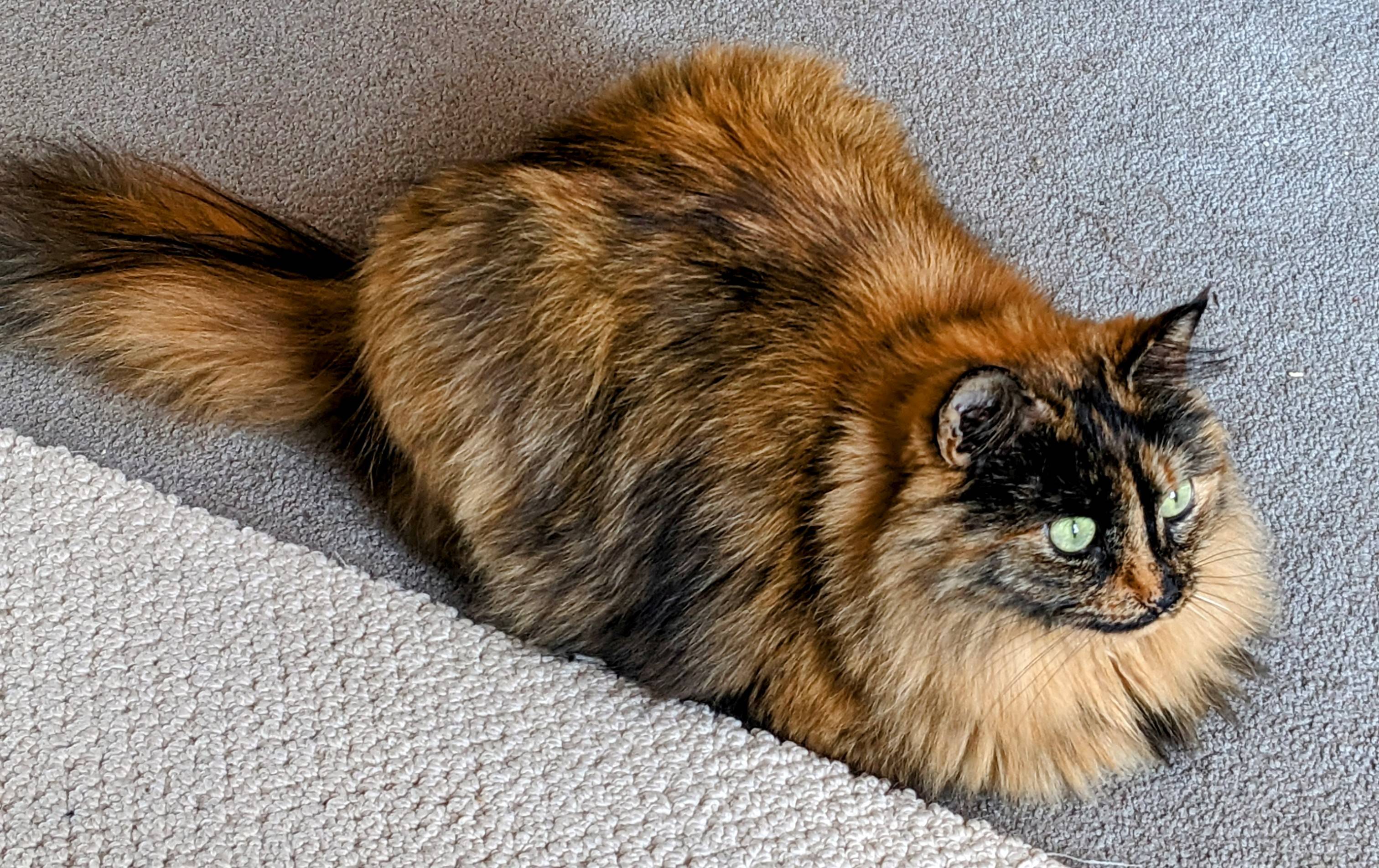 Placid but ready bird watch loaf | Scrolller