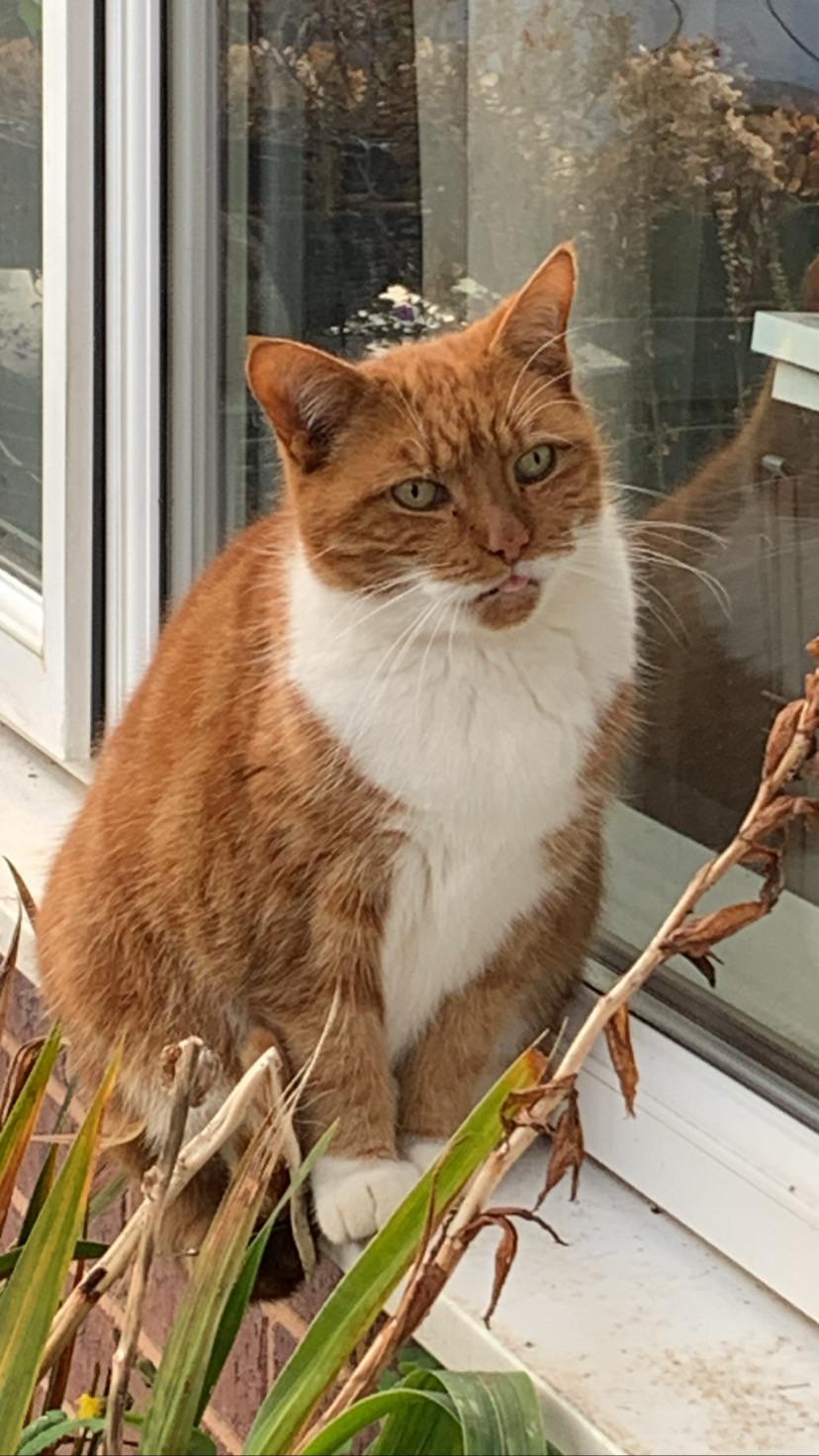 Ginger blep | Scrolller
