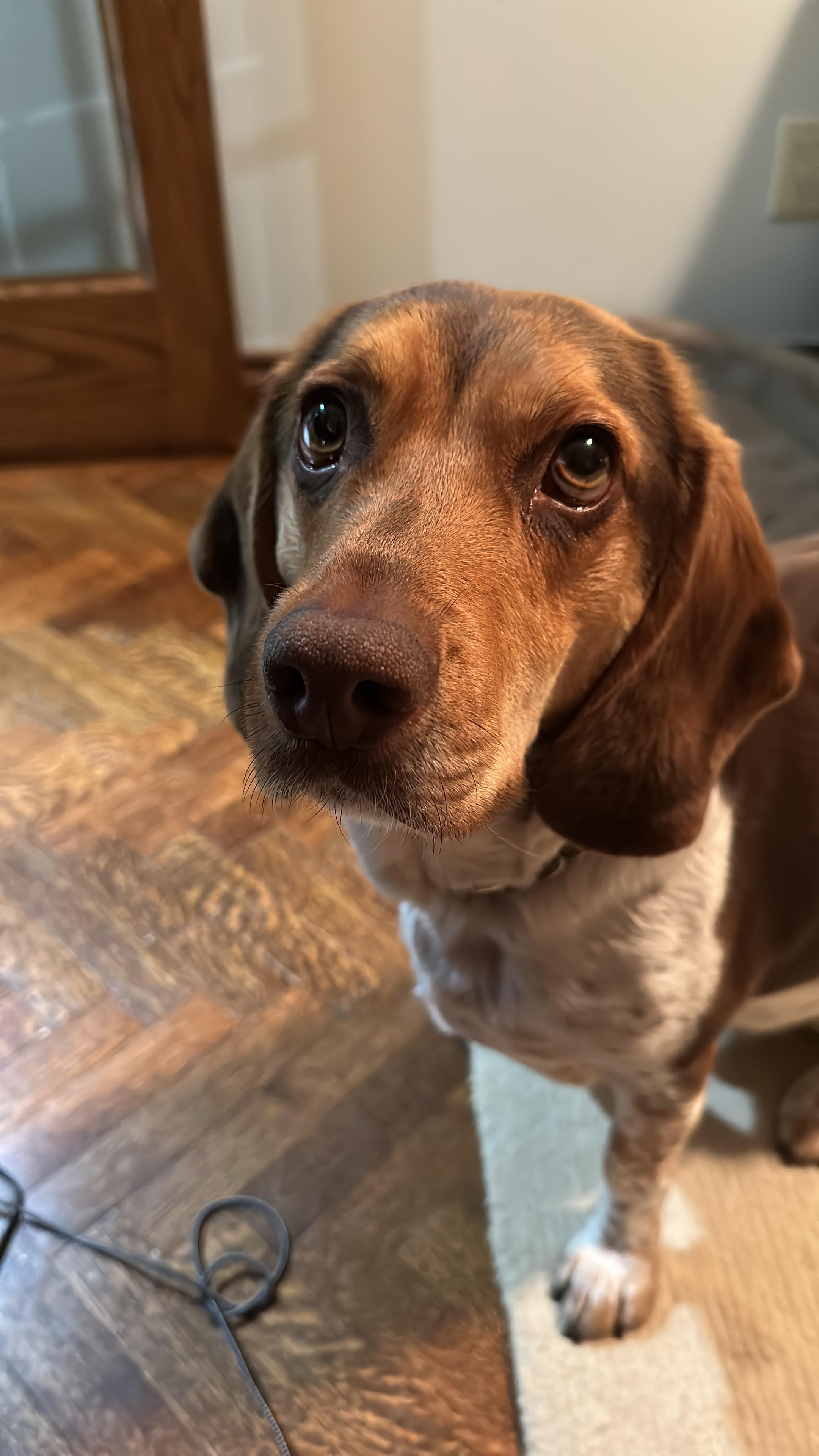 Otis (OC) | Scrolller