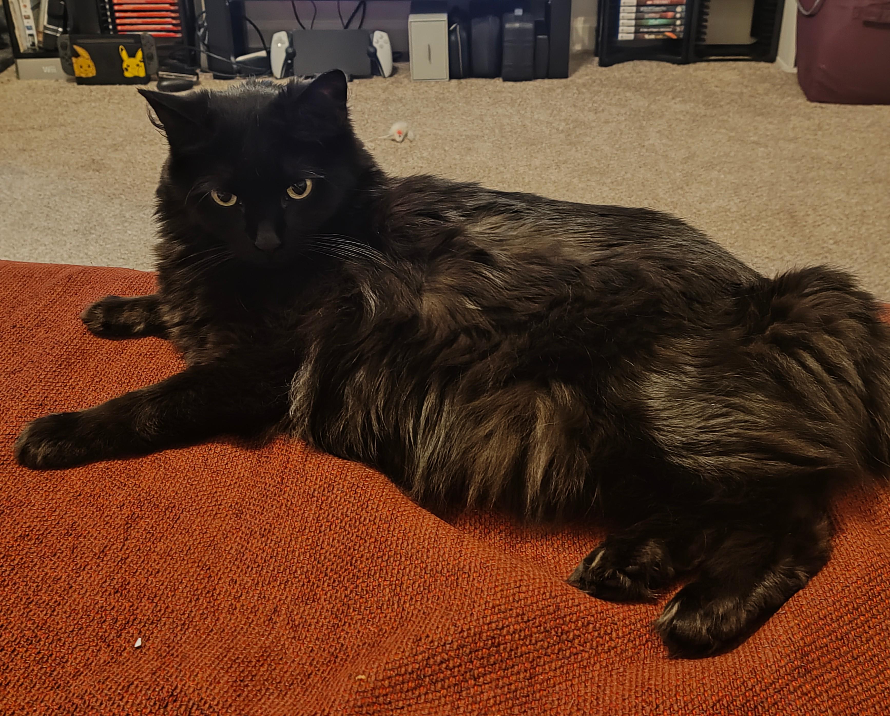 Here is my chonky void. | Scrolller