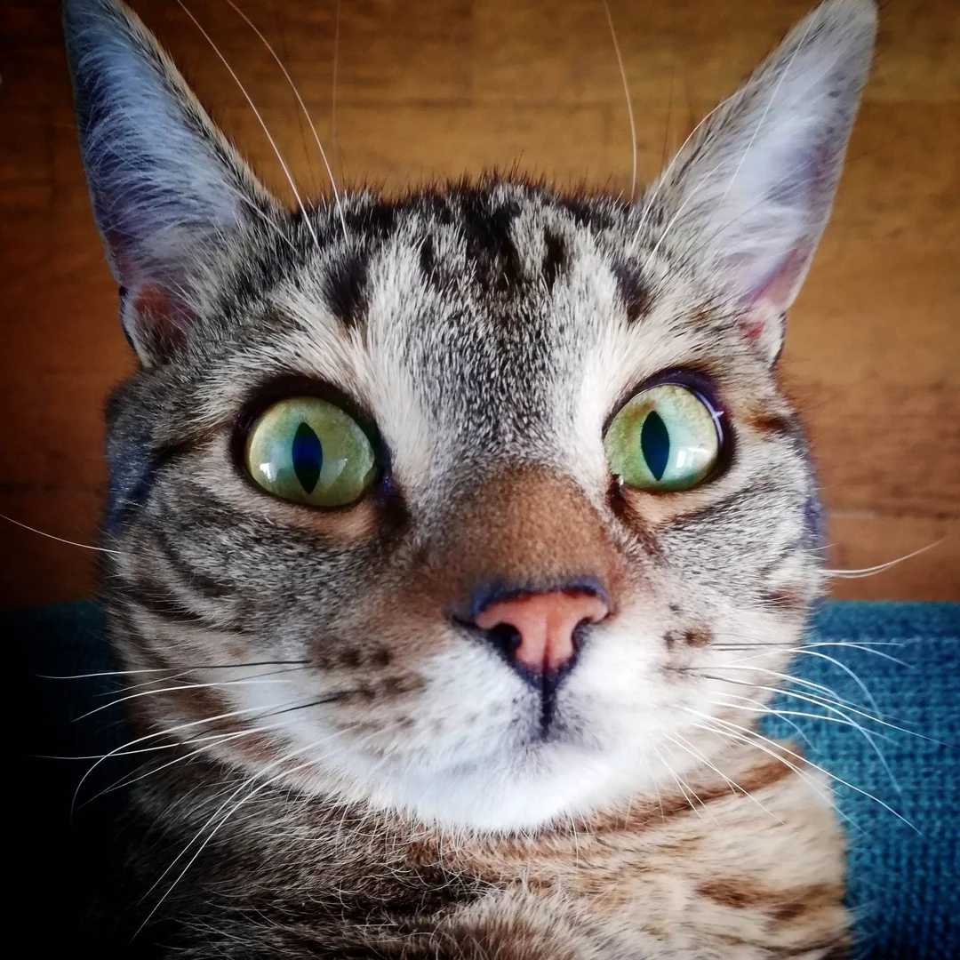 Derp face | Scrolller