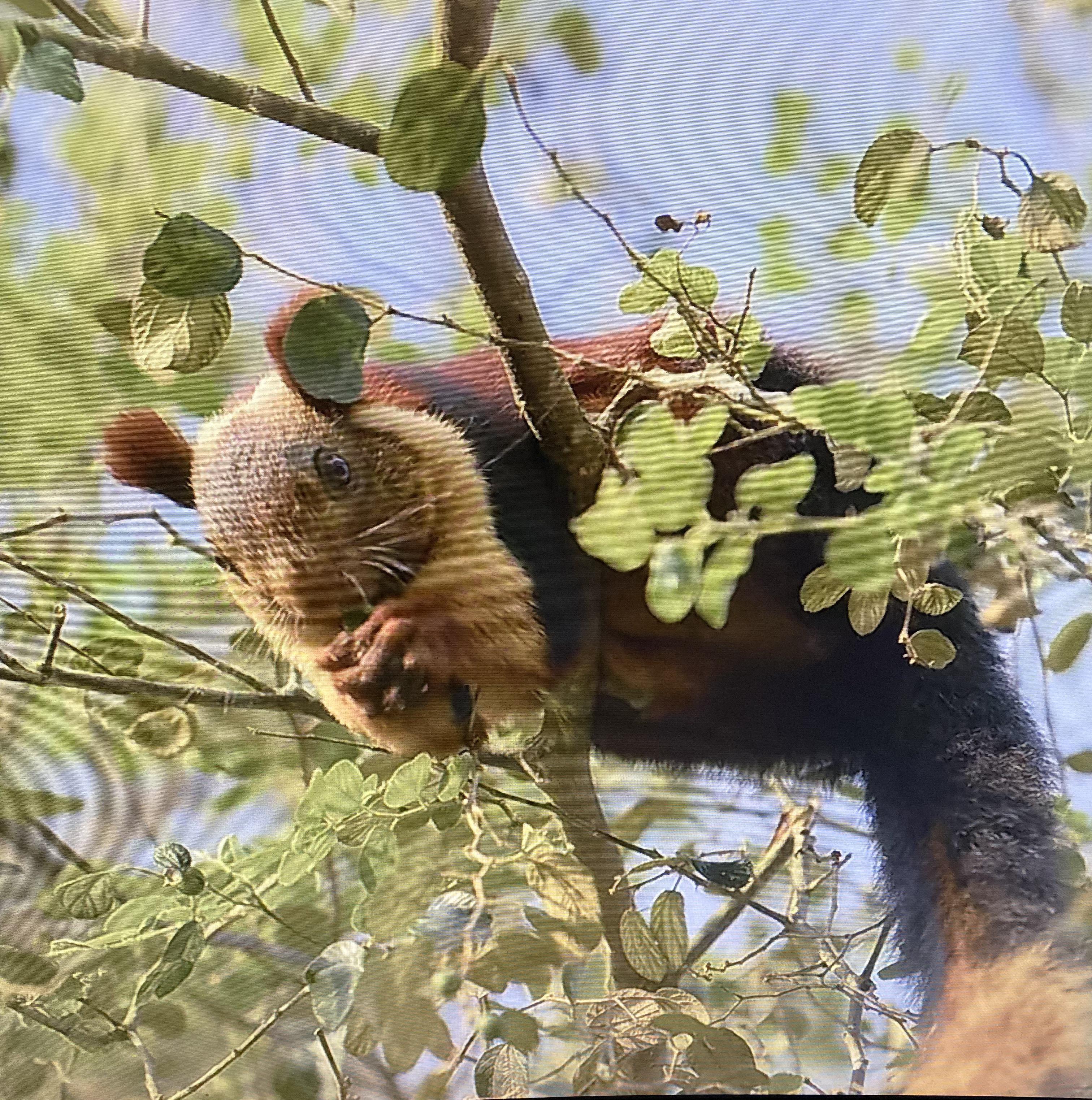 Discover more like Squirrels: Is this a squirrel ? If so can anyone identify which type and ...