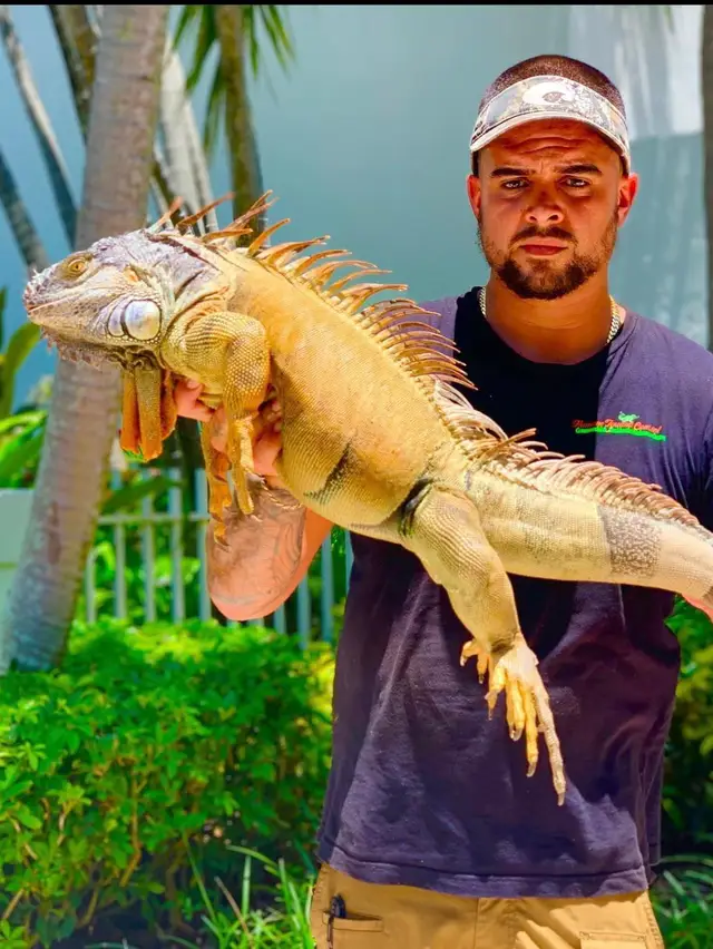 Wildlife management of iguanas. | Scrolller