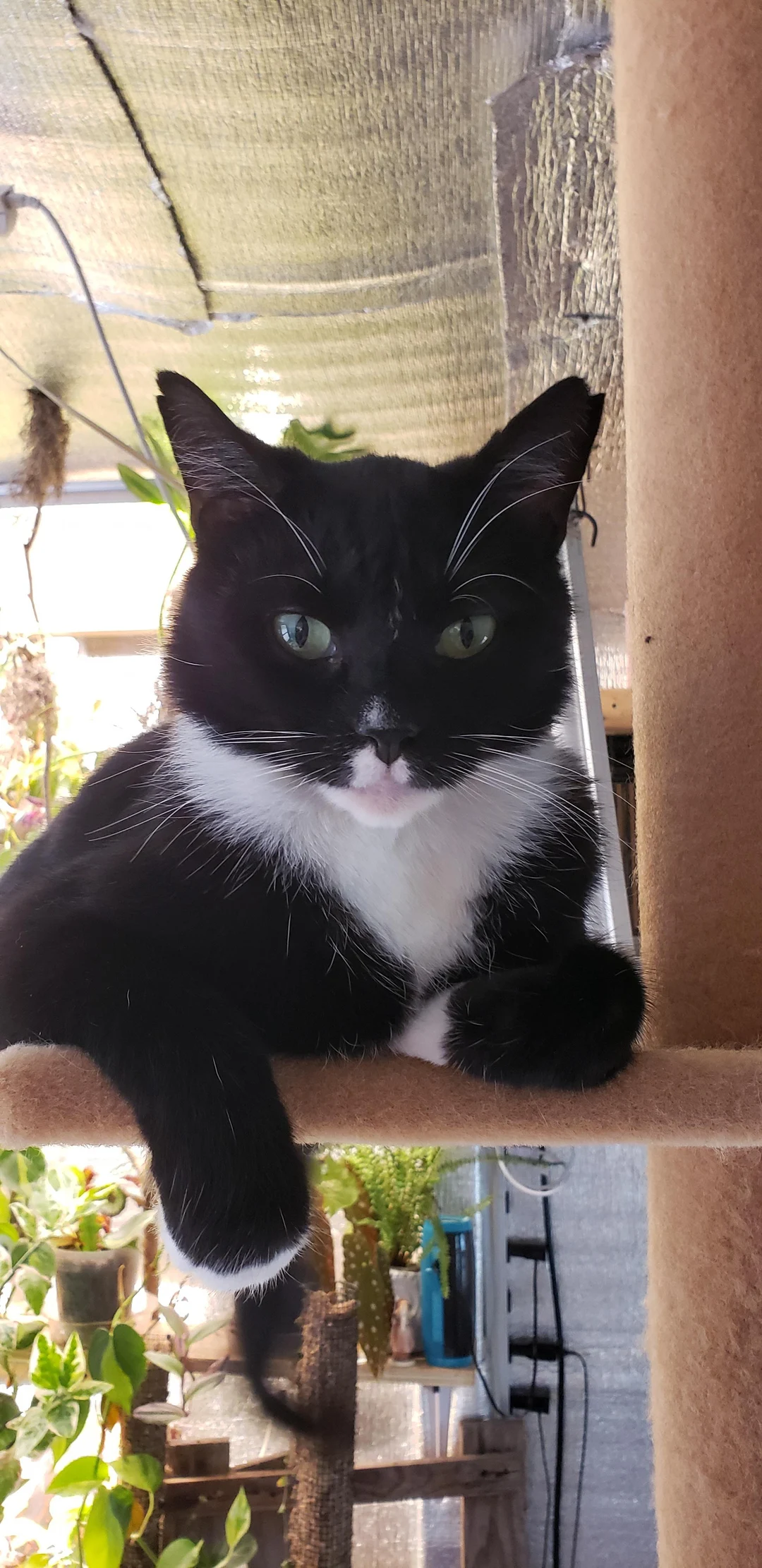 Catthew loves his perch. A real life jungle cat! | Scrolller