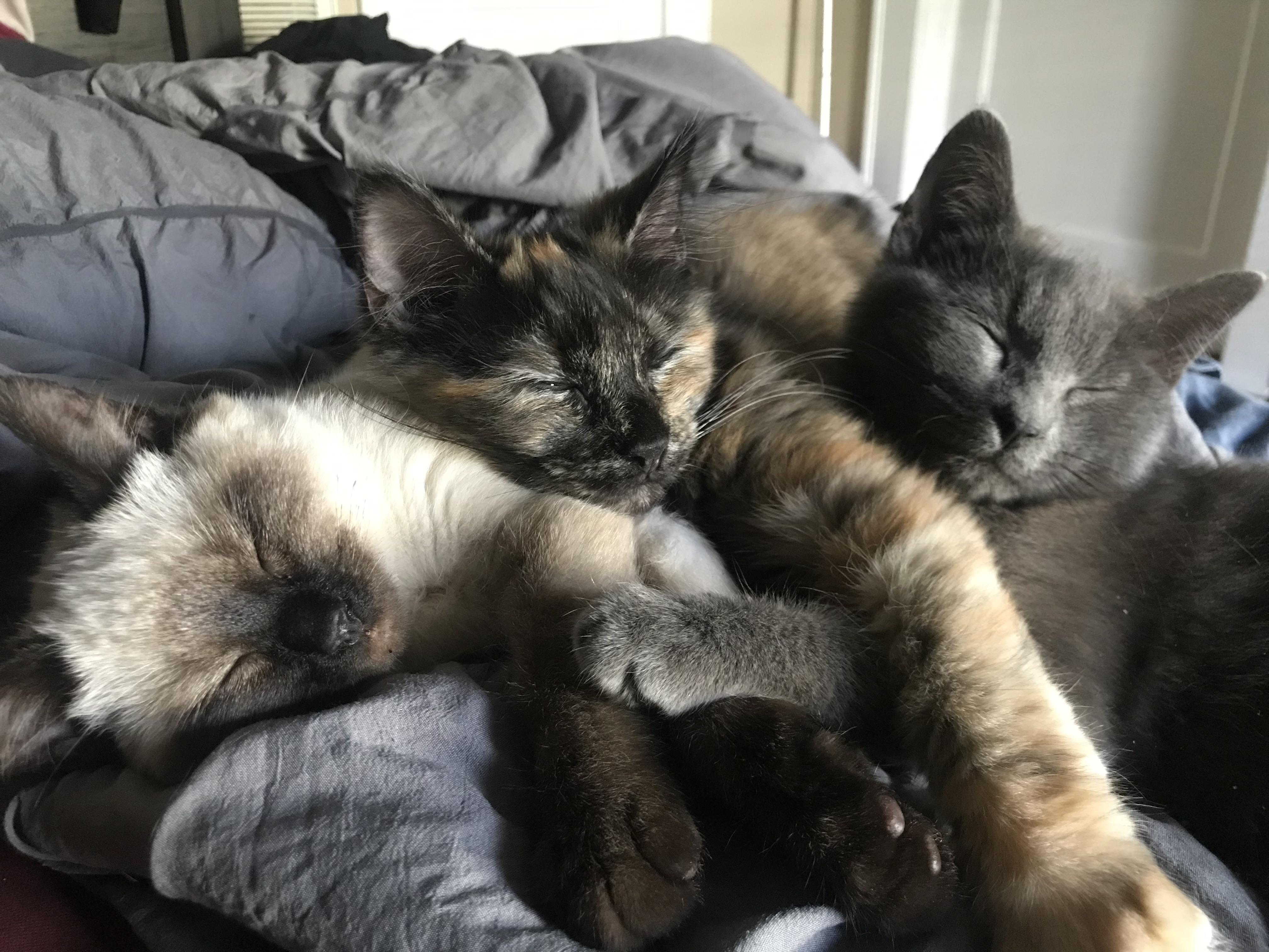 [OC] The Holy Trinity | Scrolller