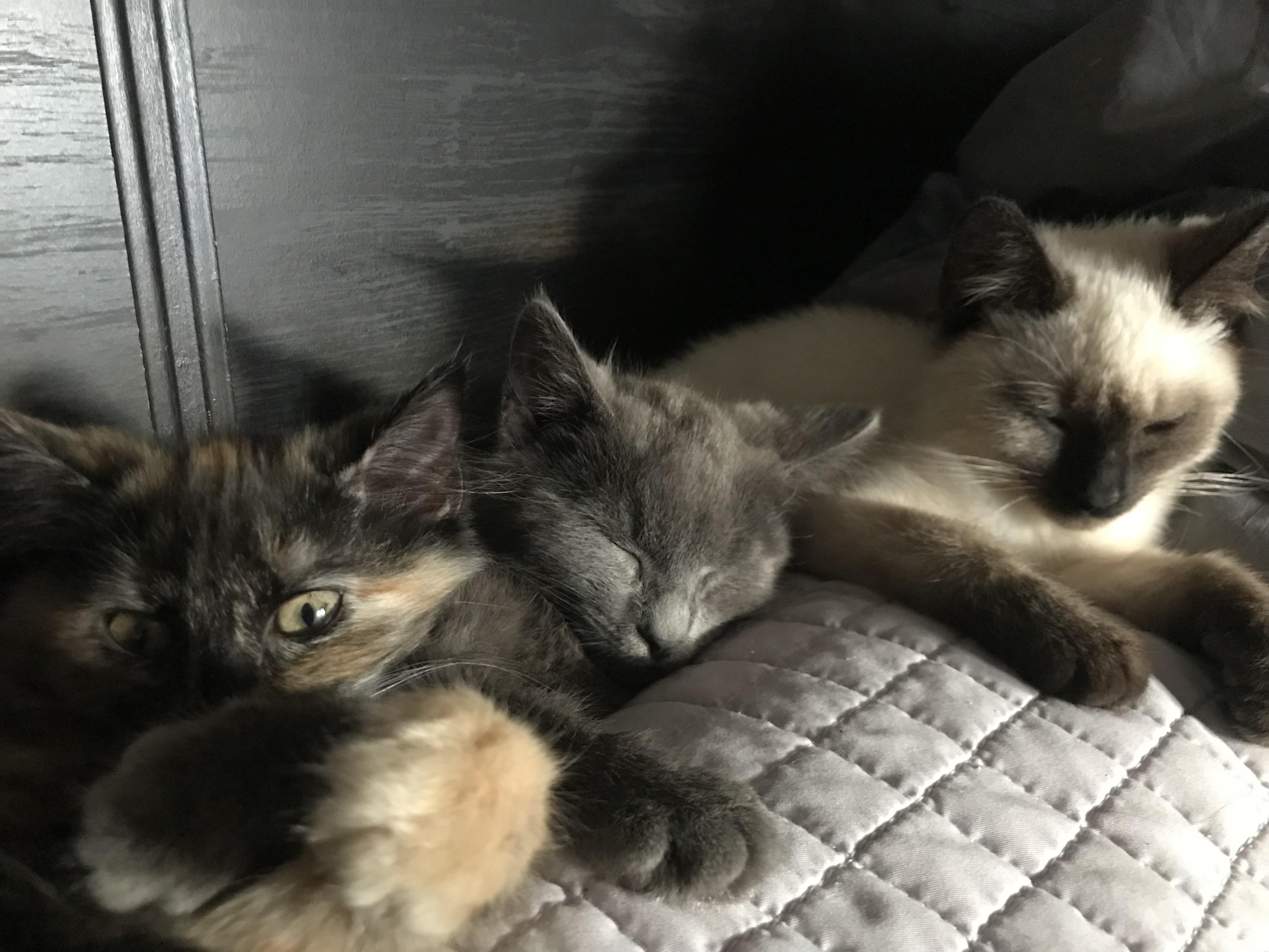 [OC] The Holy Trinity | Scrolller