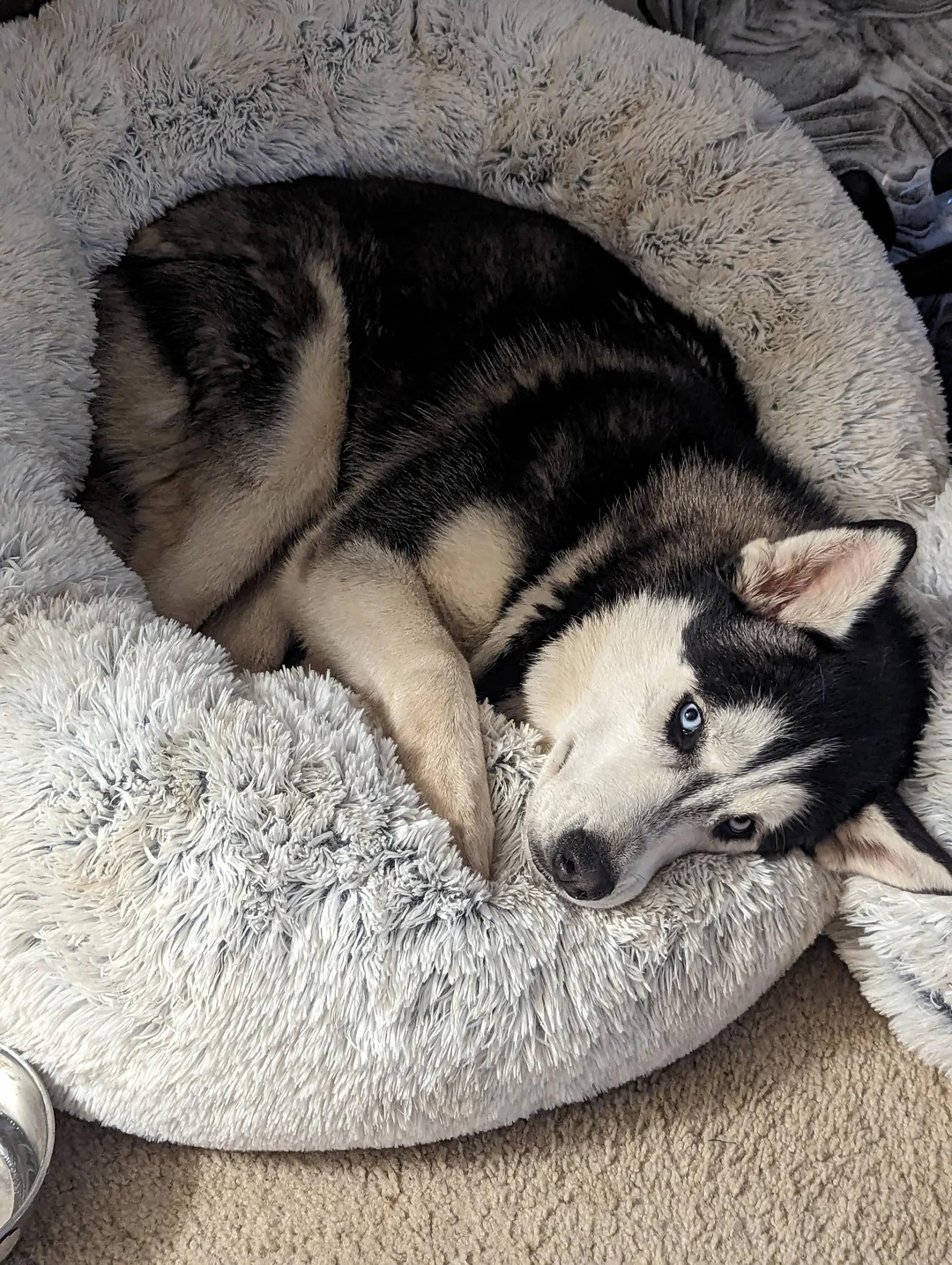 My husky in her bean bag | Scrolller