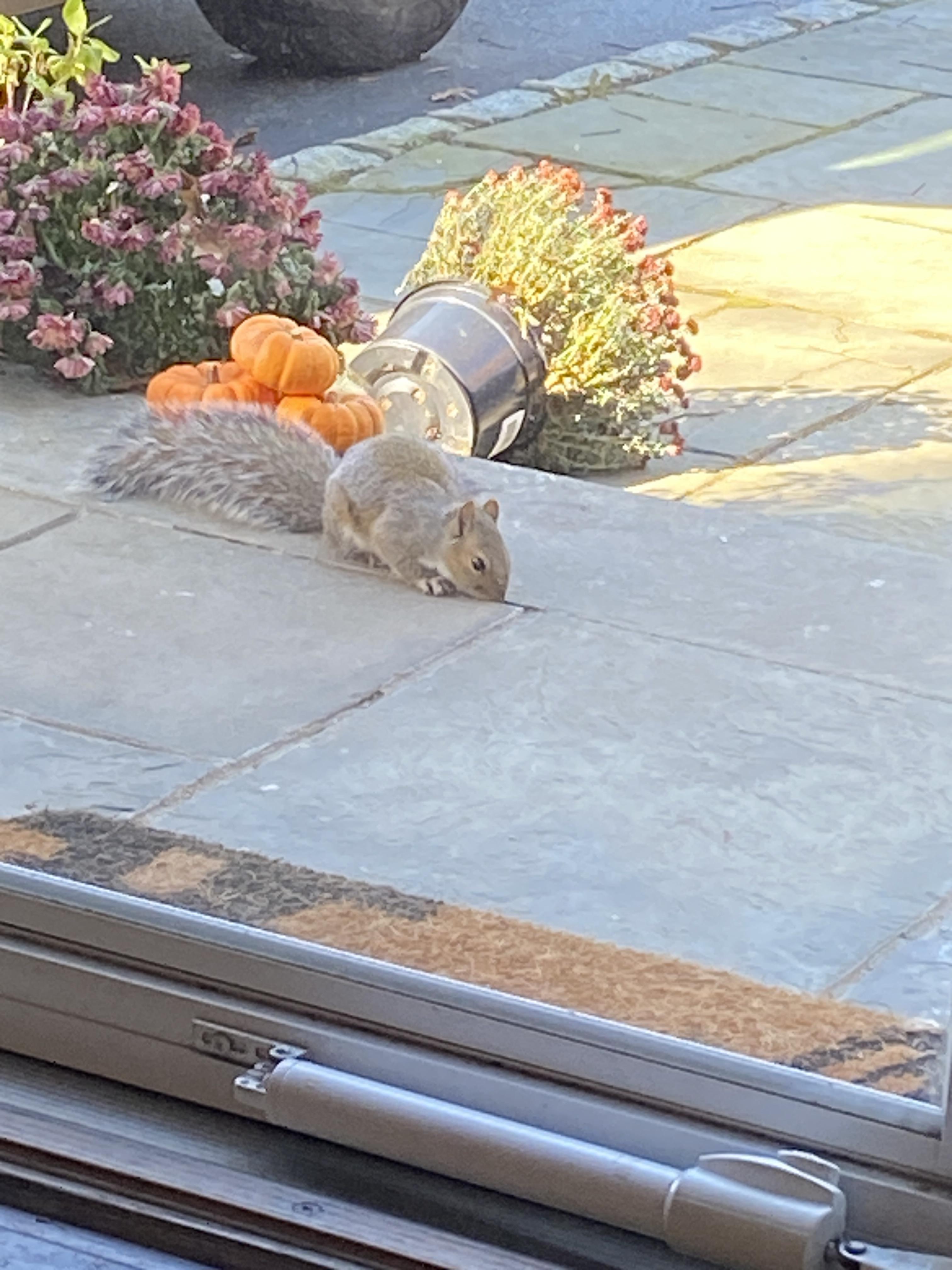 Discover more like Squirrels: What are they eating? and Related Content | Scrolller