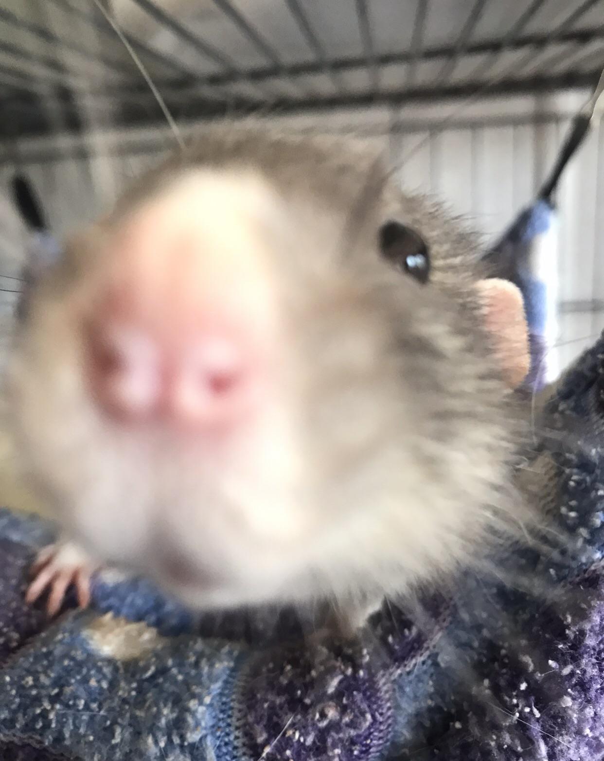 Should I rehome my rat? | Scrolller