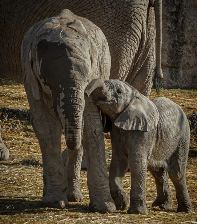 Siblings and cousins are really important for baby elephants | Scrolller
