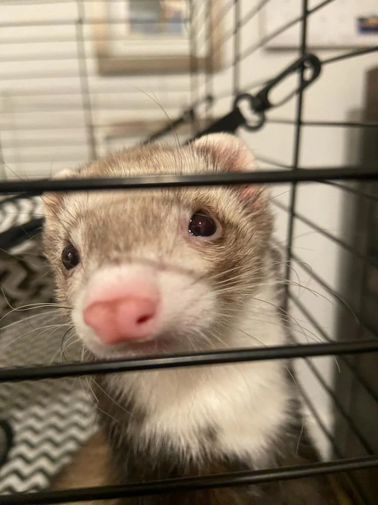 Welcome Penny Scrolller