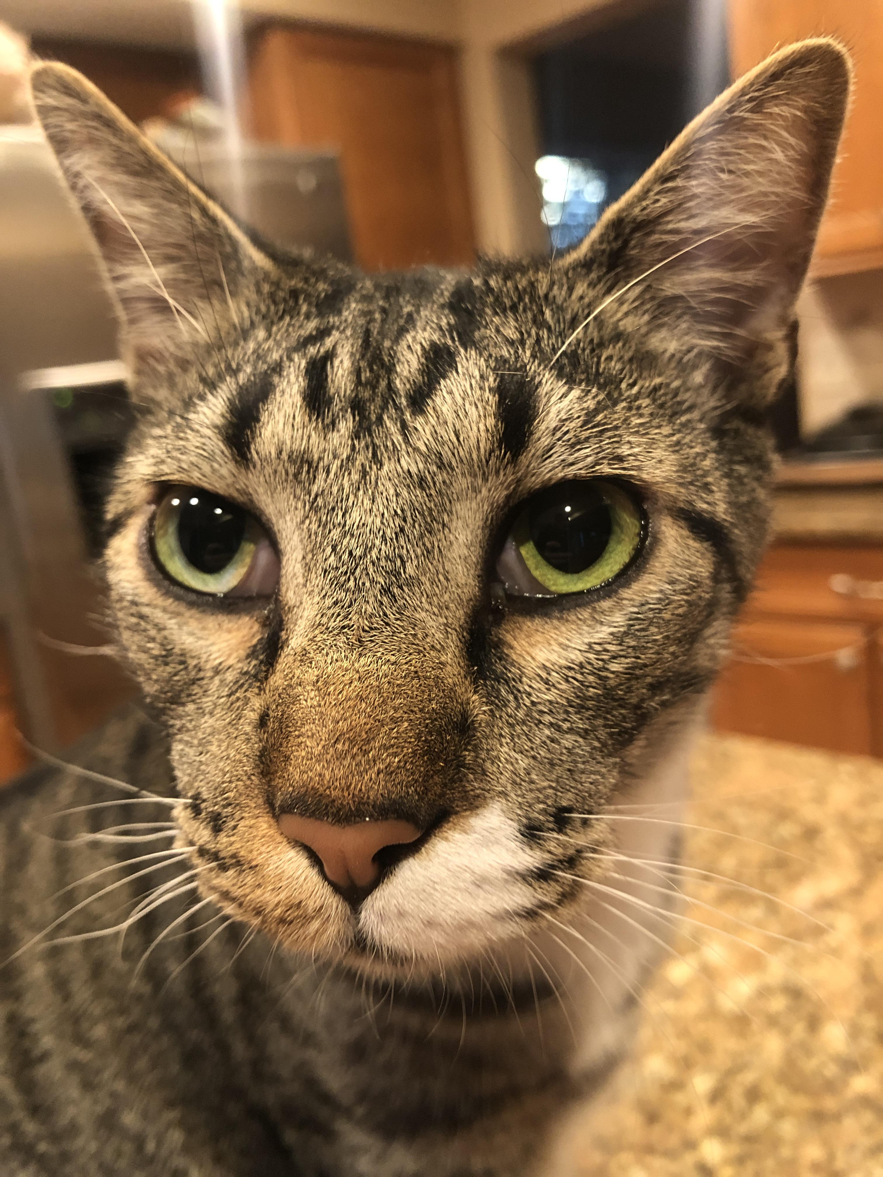 Genghis the ruler of my house | Scrolller