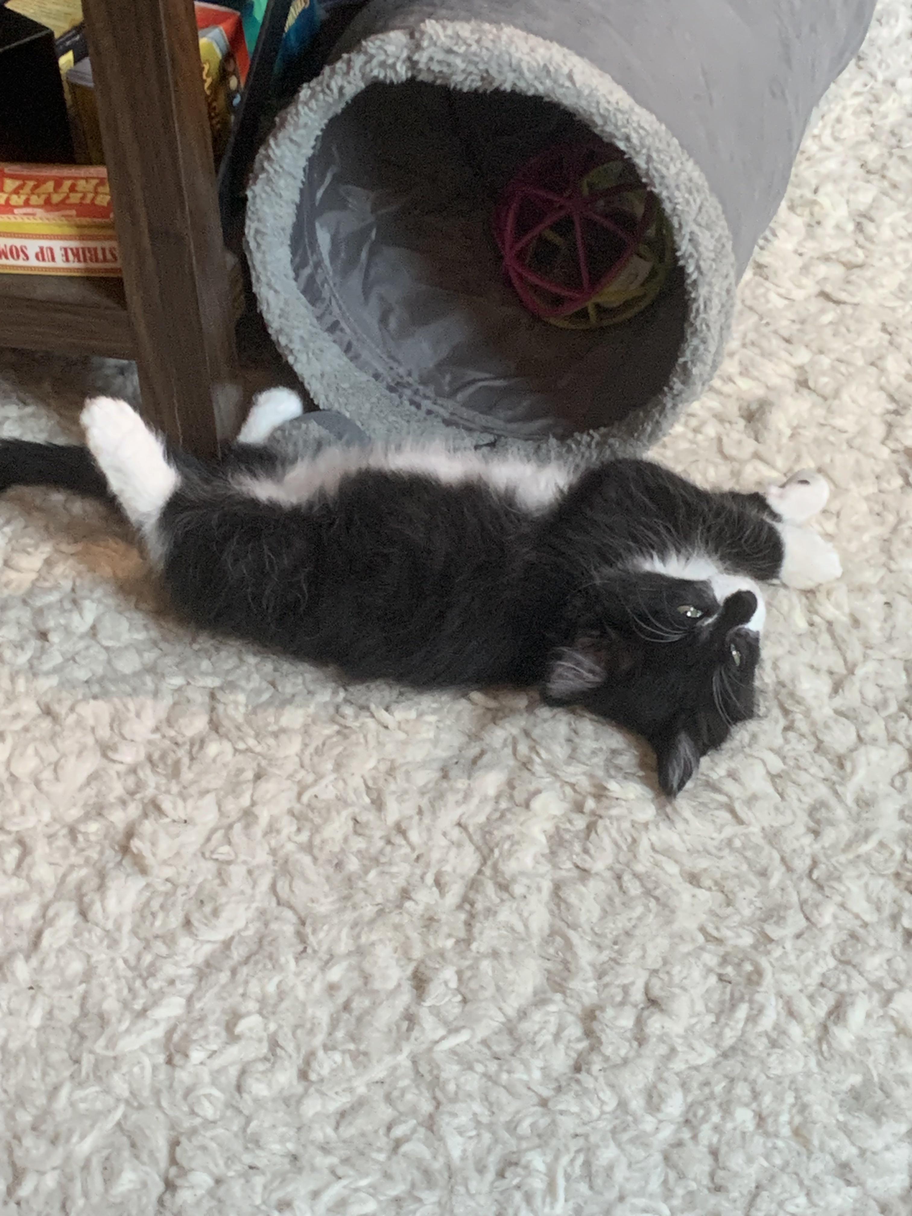 Belly Fluff Walter | Scrolller