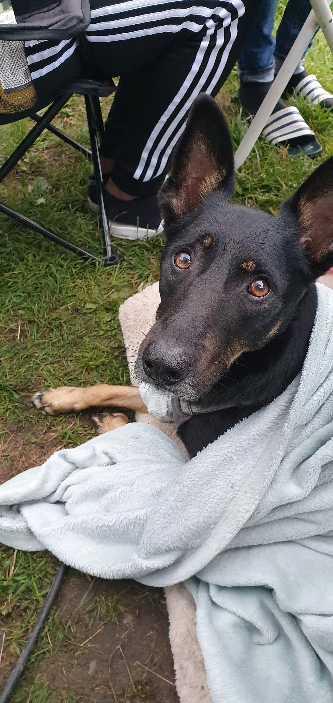 Any ideas on the breeds? | Scrolller