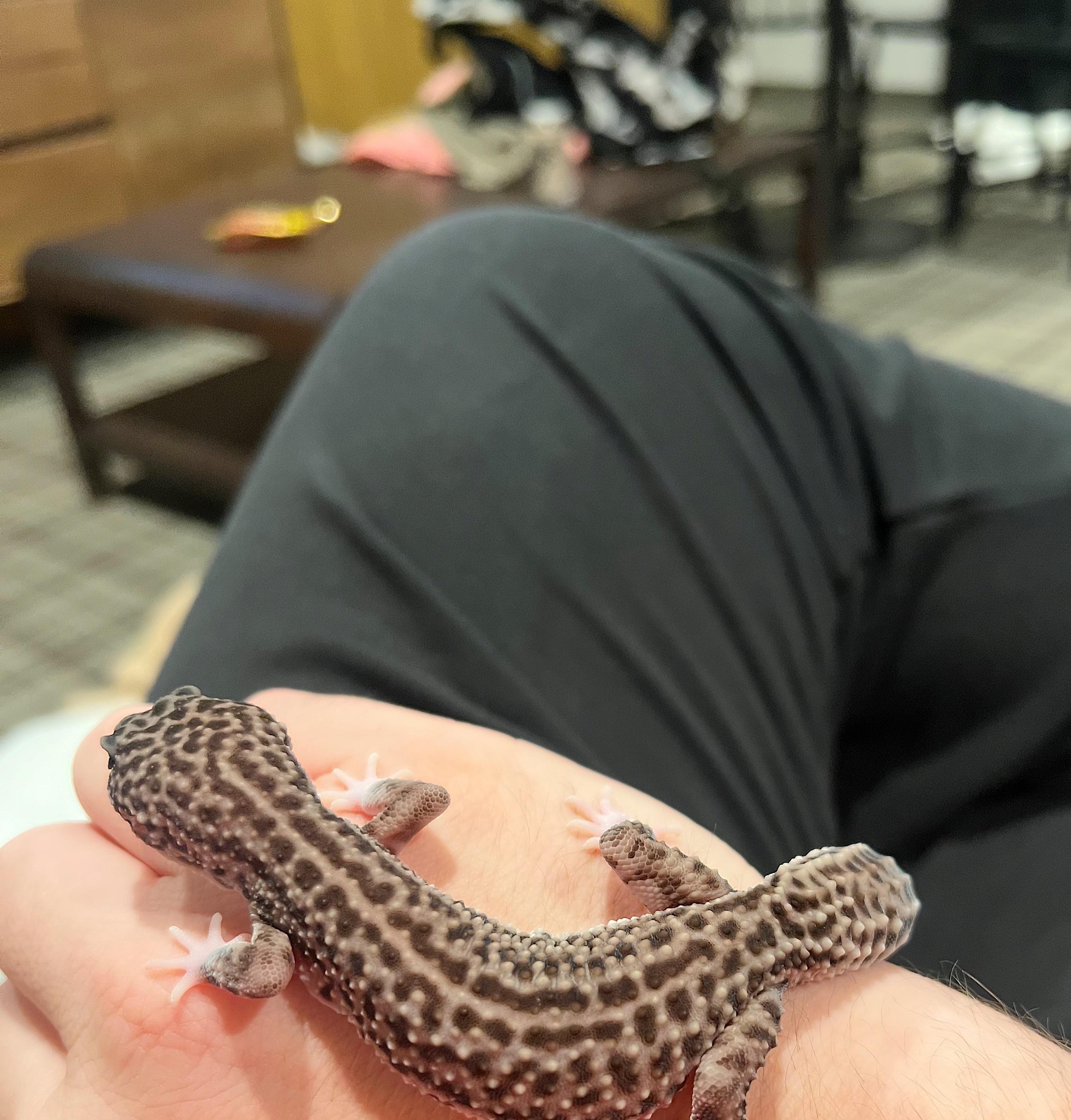 Cross Country With Multiple Geckos | Scrolller