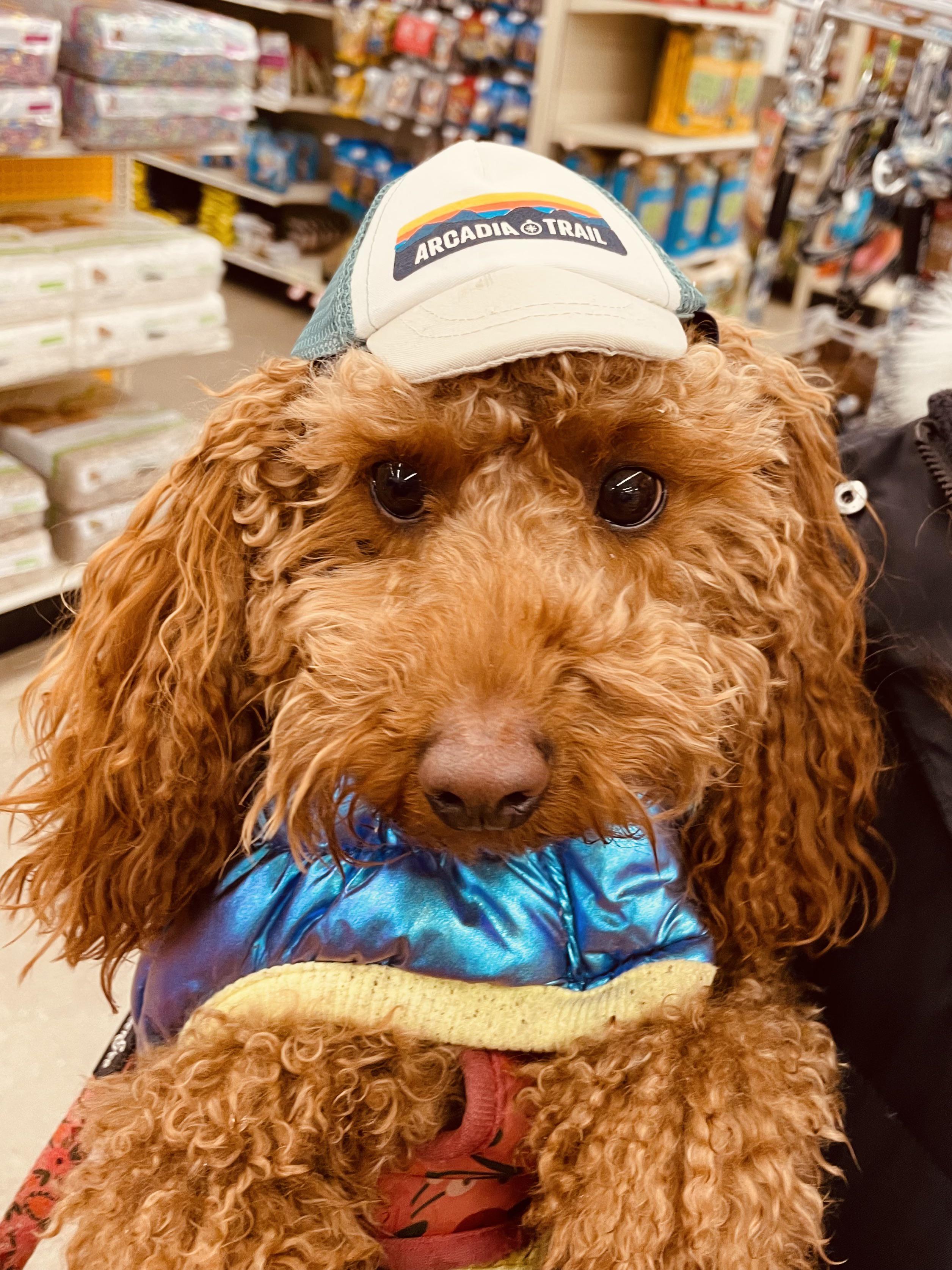 Dis is my tiny hat | Scrolller