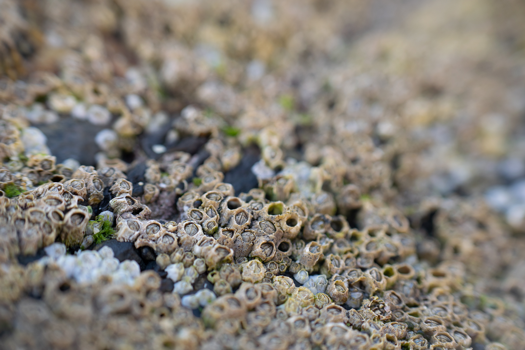 Barnacles on a rock by the sea in St Ives, Cornwall, England | Scrolller