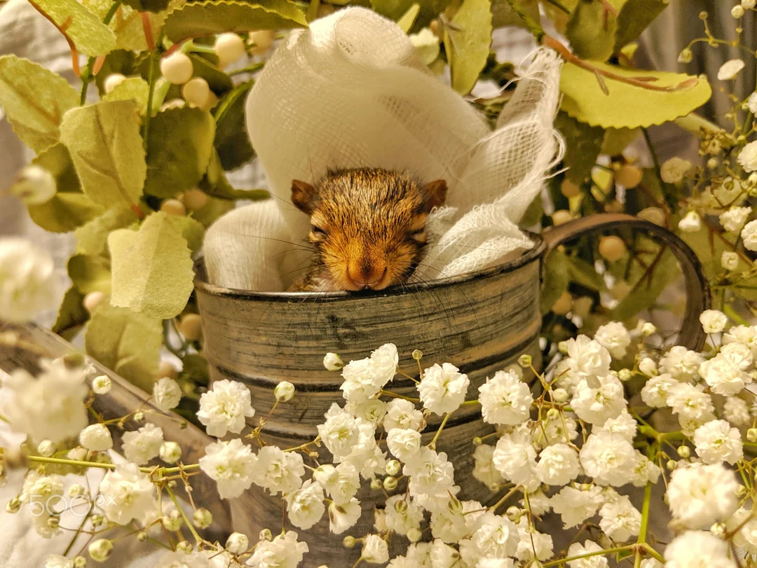 Baby Squirrel in Watering Can | Scrolller