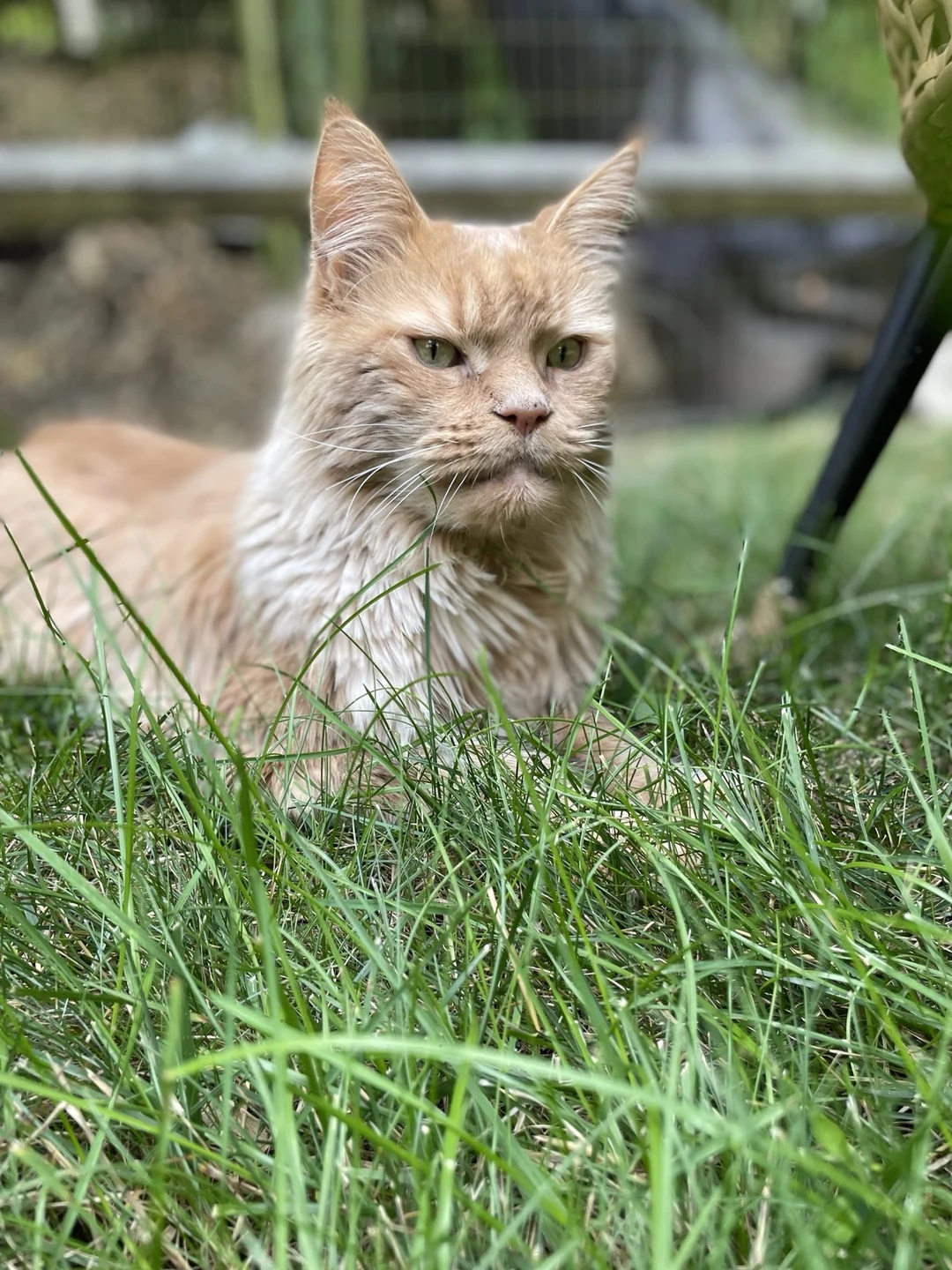 Our big boy prowling the yard | Scrolller