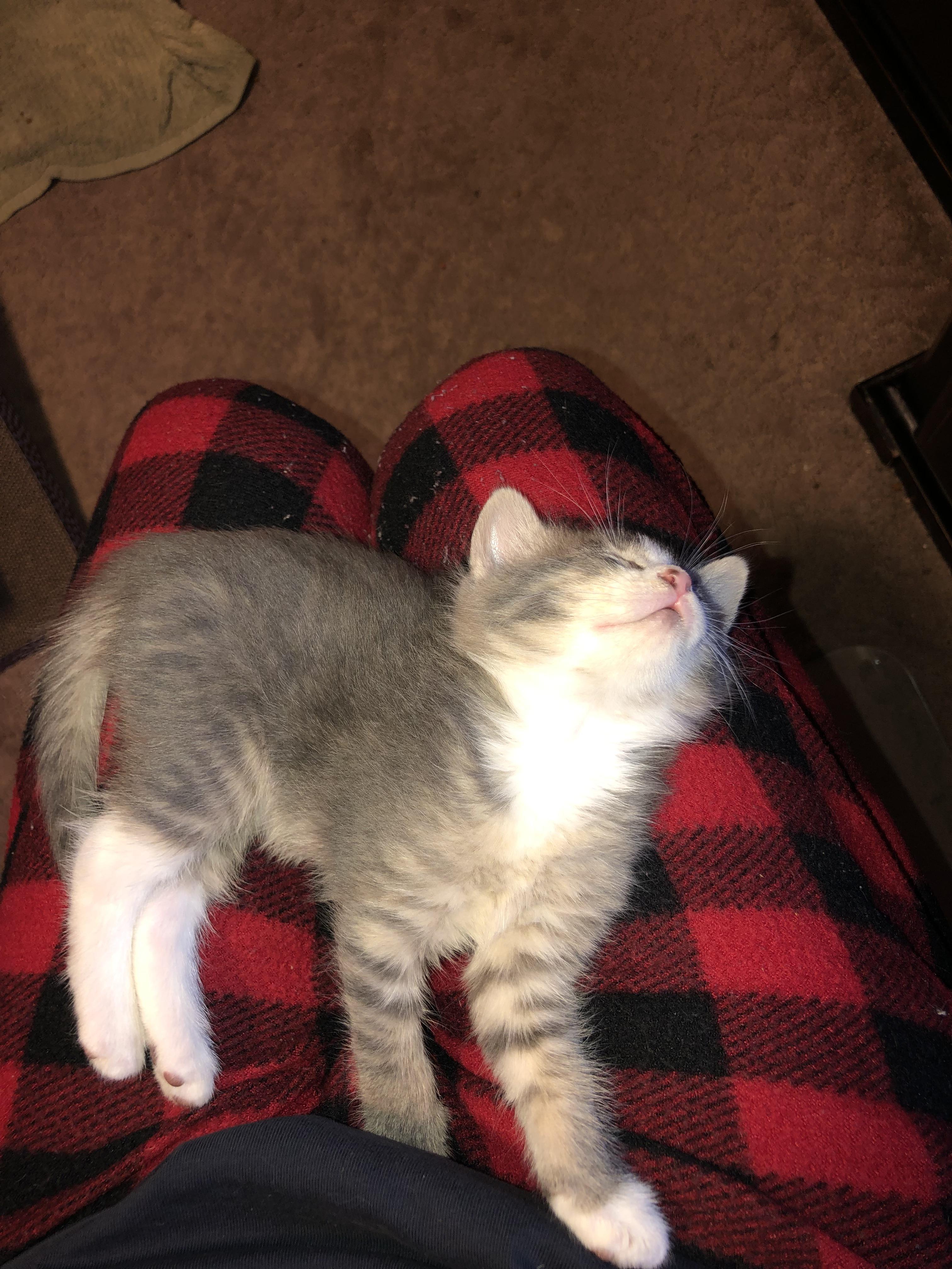 Death from a thousand snuggles | Scrolller