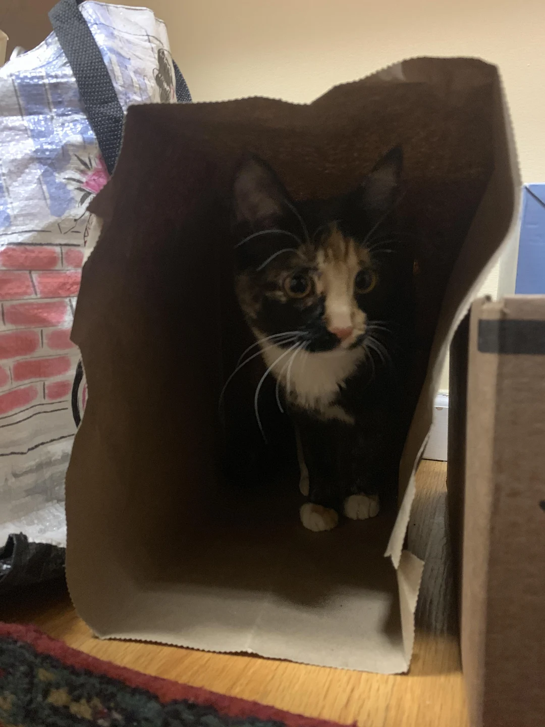 All trapped up | Scrolller